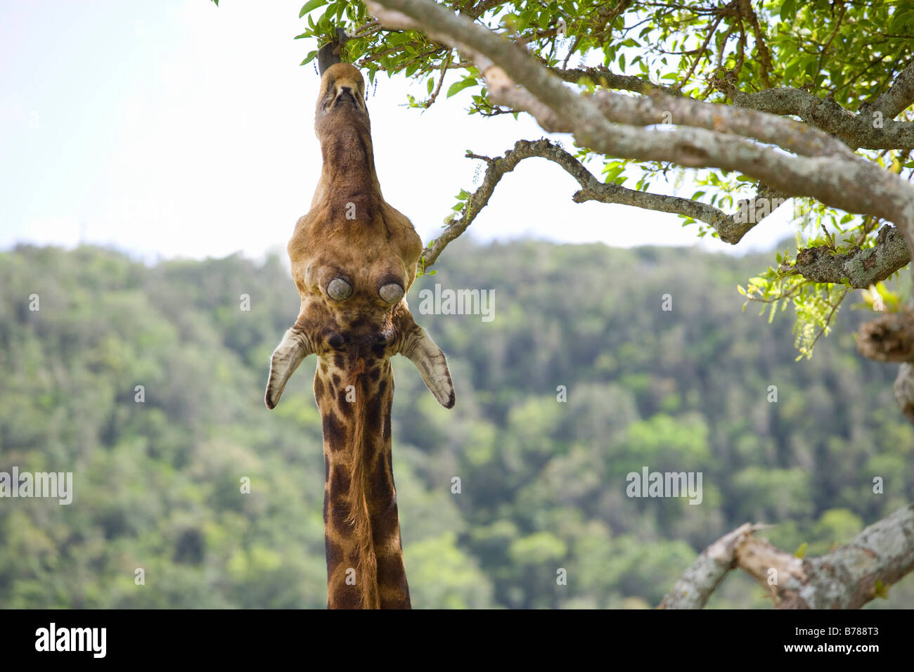 Giraffe stretching up for food Stock Photo - Alamy
