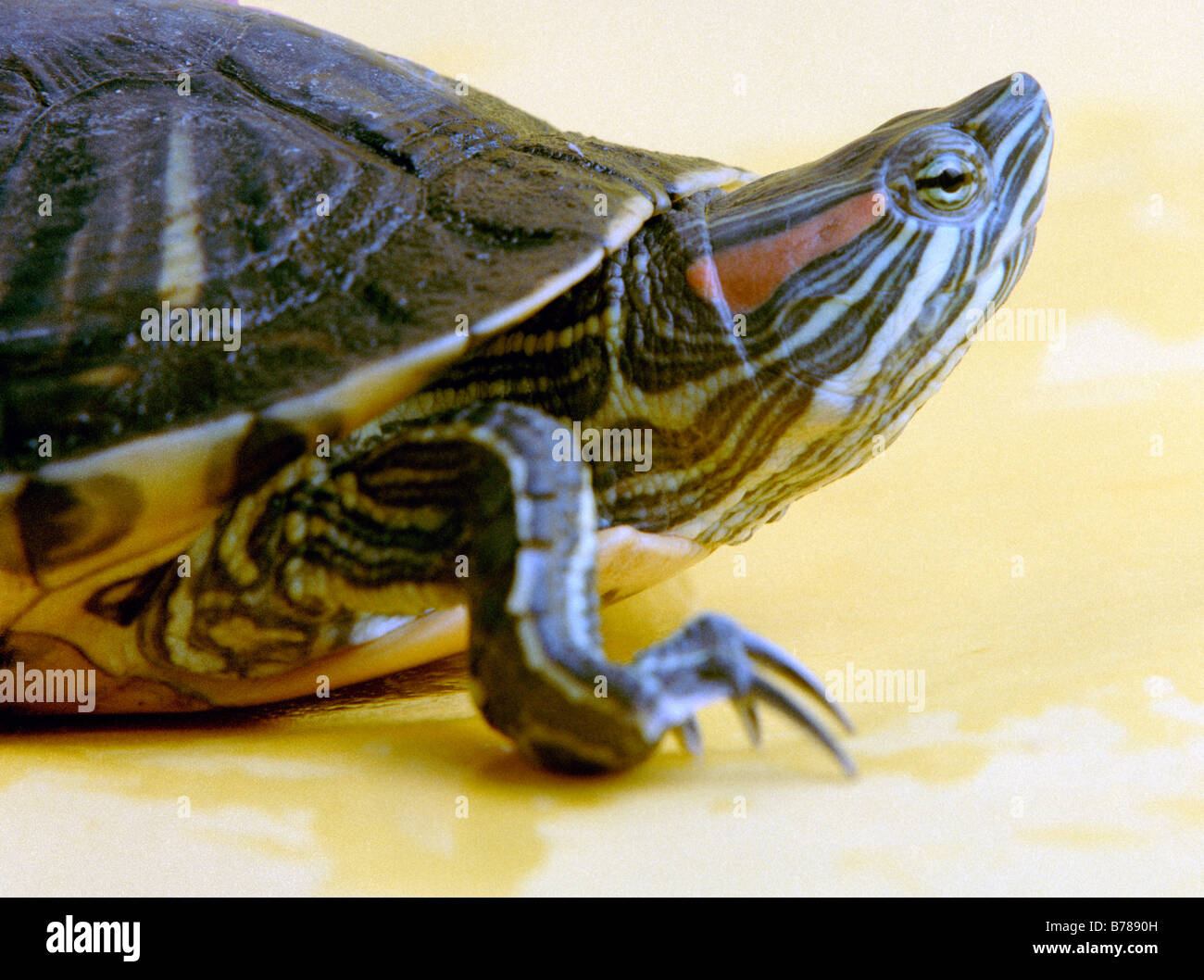 Slider turtle hi-res stock photography and images - Alamy