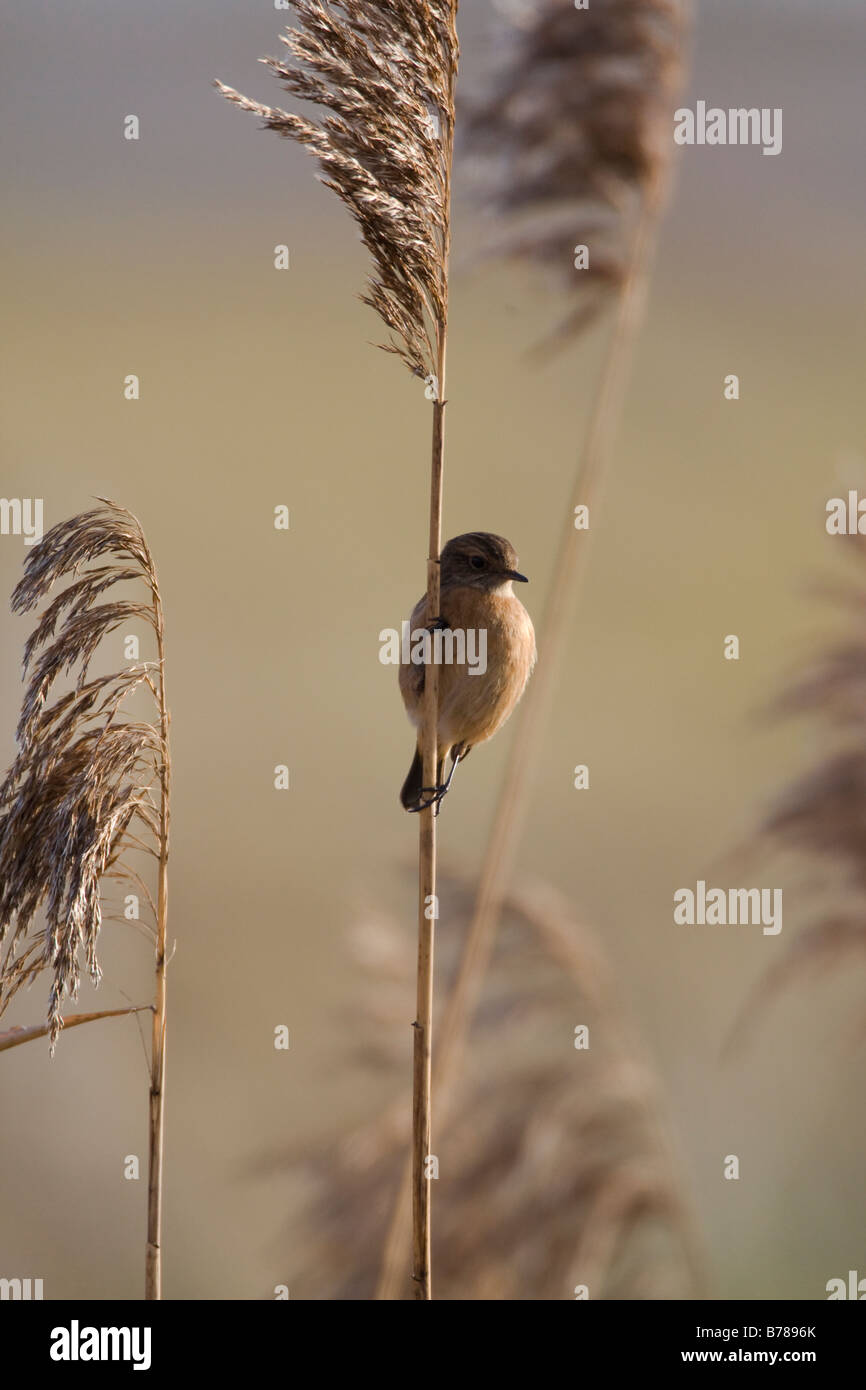 Essex stonechat hi-res stock photography and images - Alamy