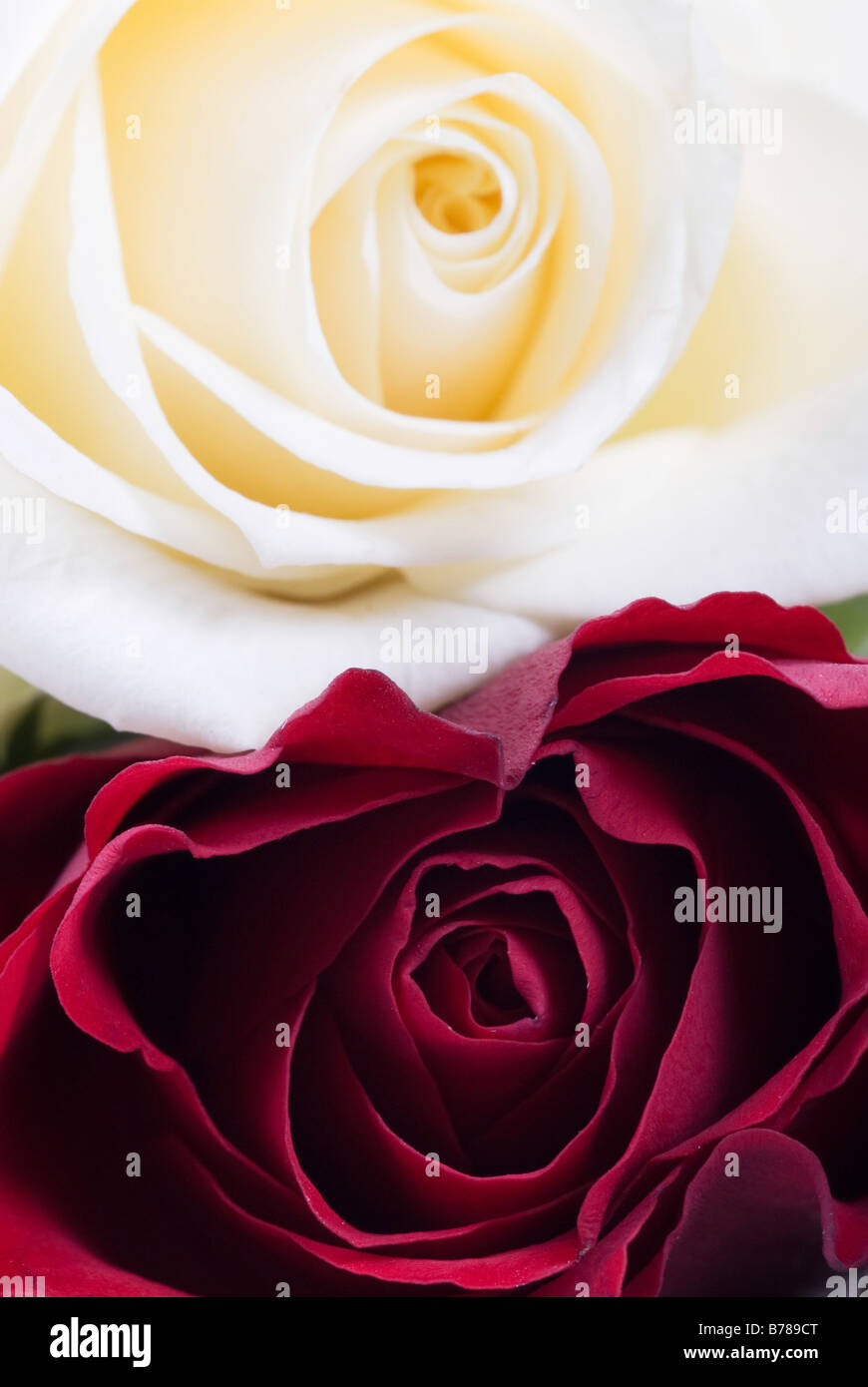 beautiful red and white rose background Stock Photo - Alamy