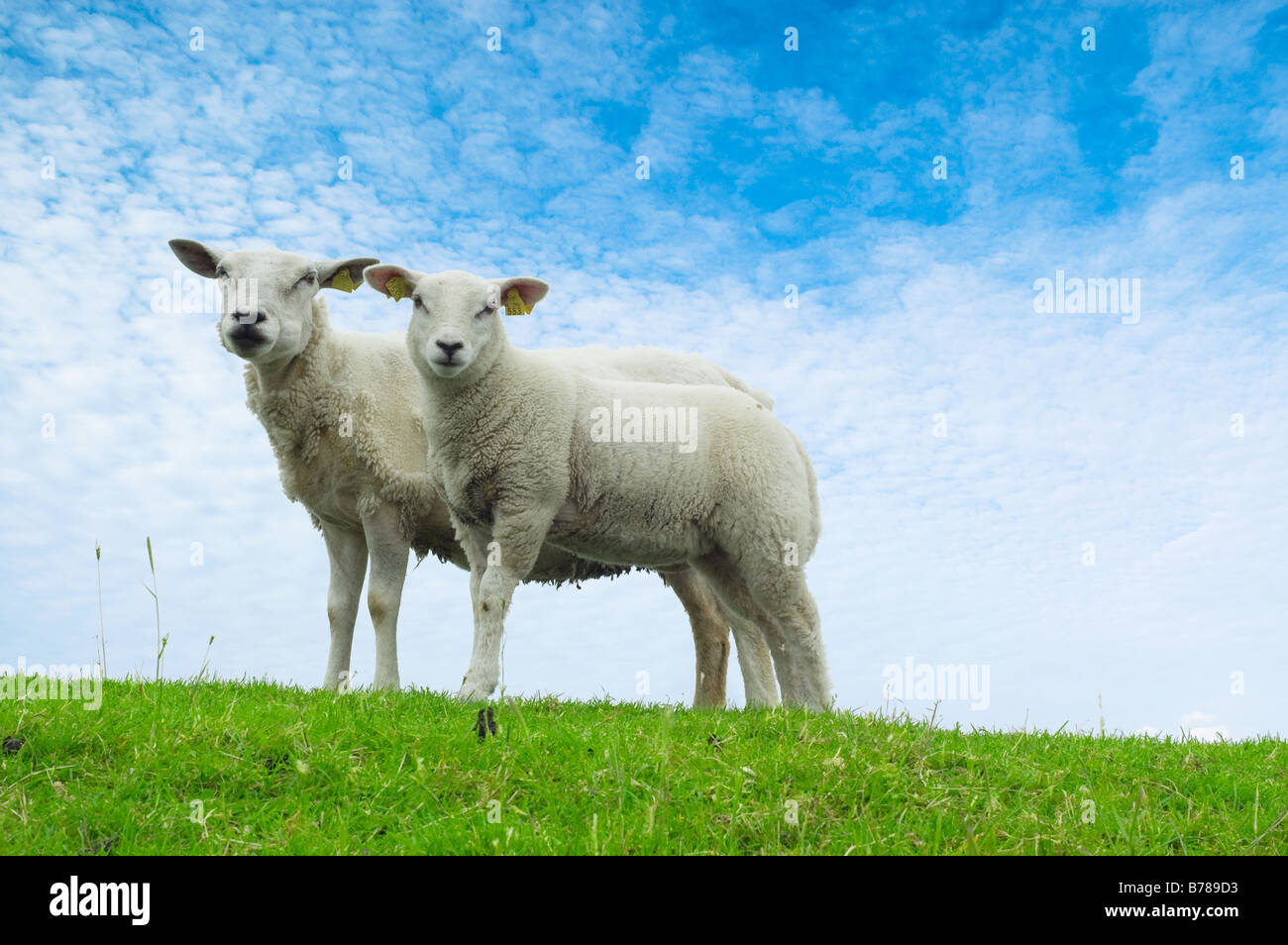Spring lambs hi-res stock photography and images - Alamy