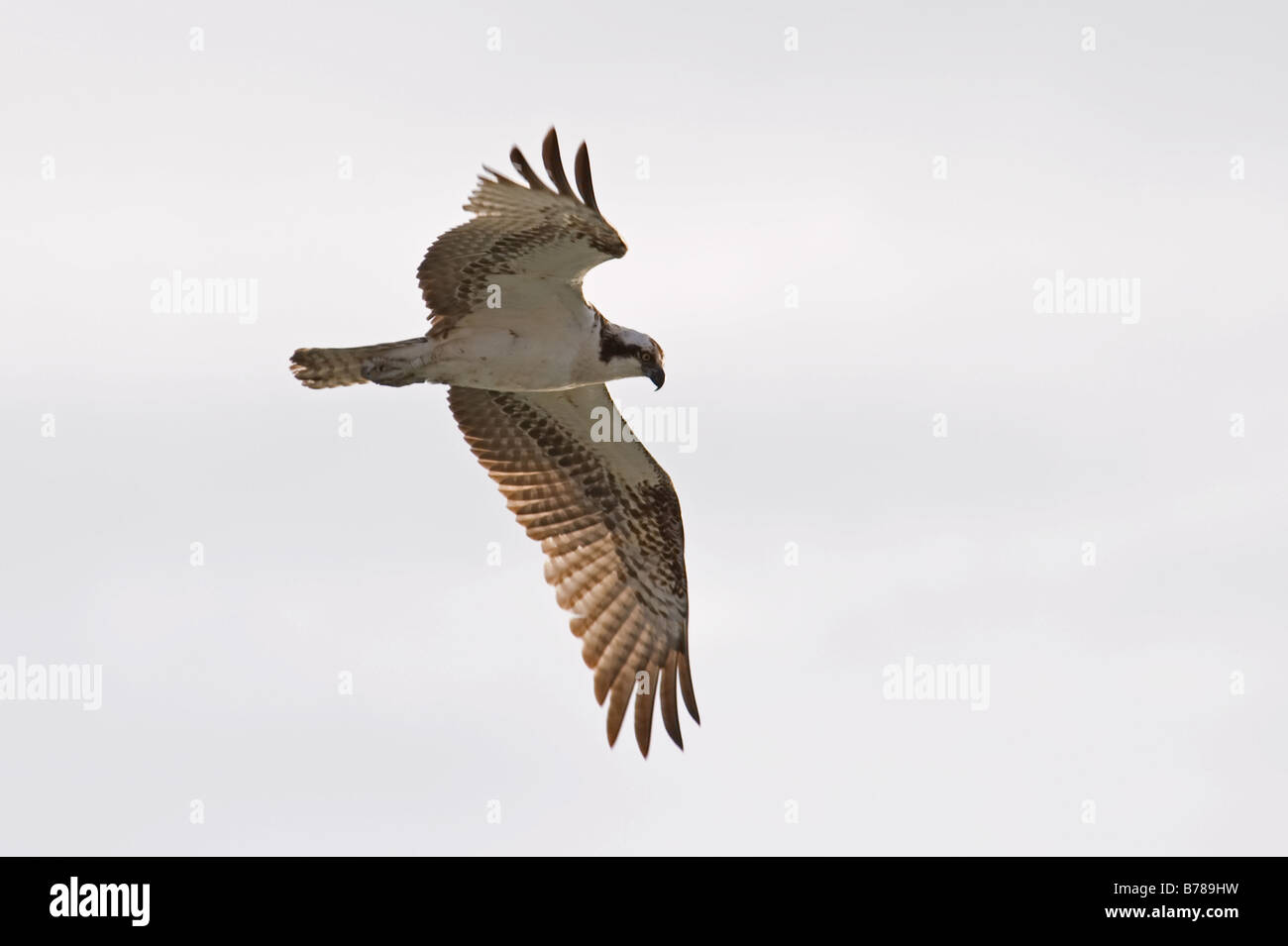 Flying osprey hi-res stock photography and images - Alamy