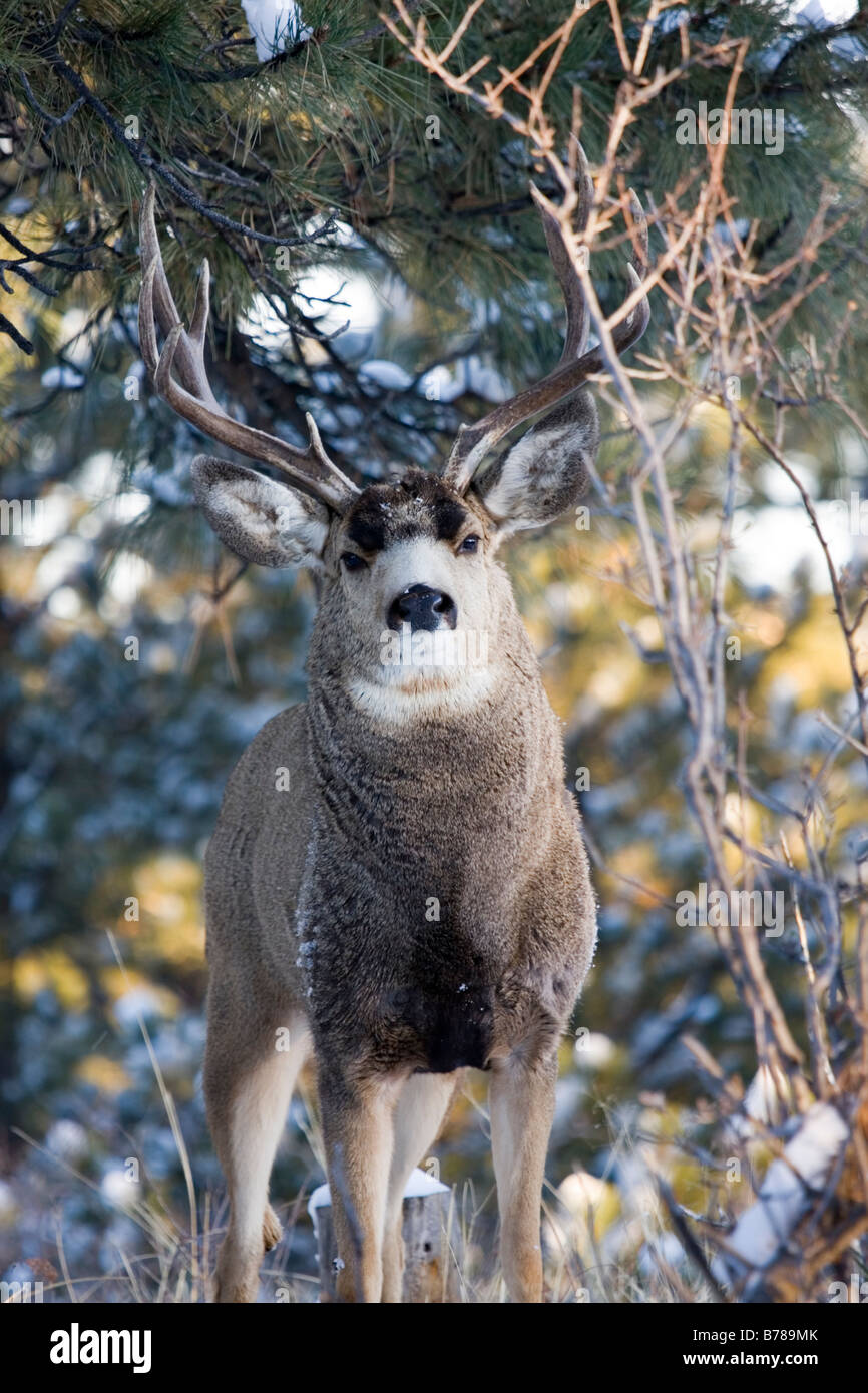 Big buck deer snow hi-res stock photography and images - Alamy