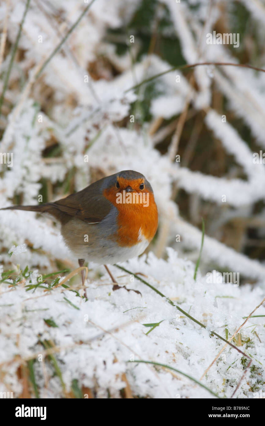 Robin frost hi-res stock photography and images - Alamy