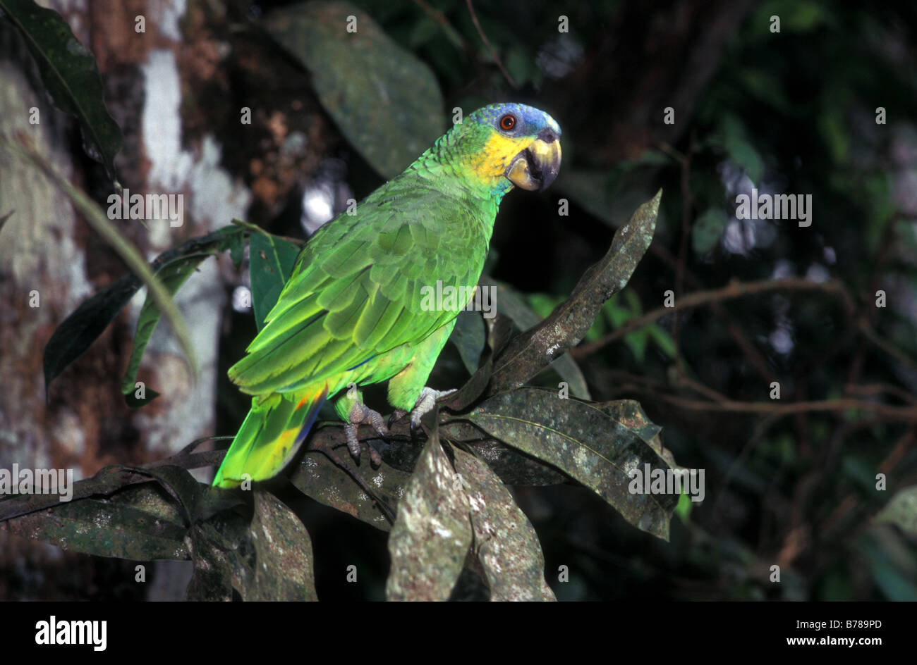 Parrot Rio High Resolution Stock Photography and Images - Alamy