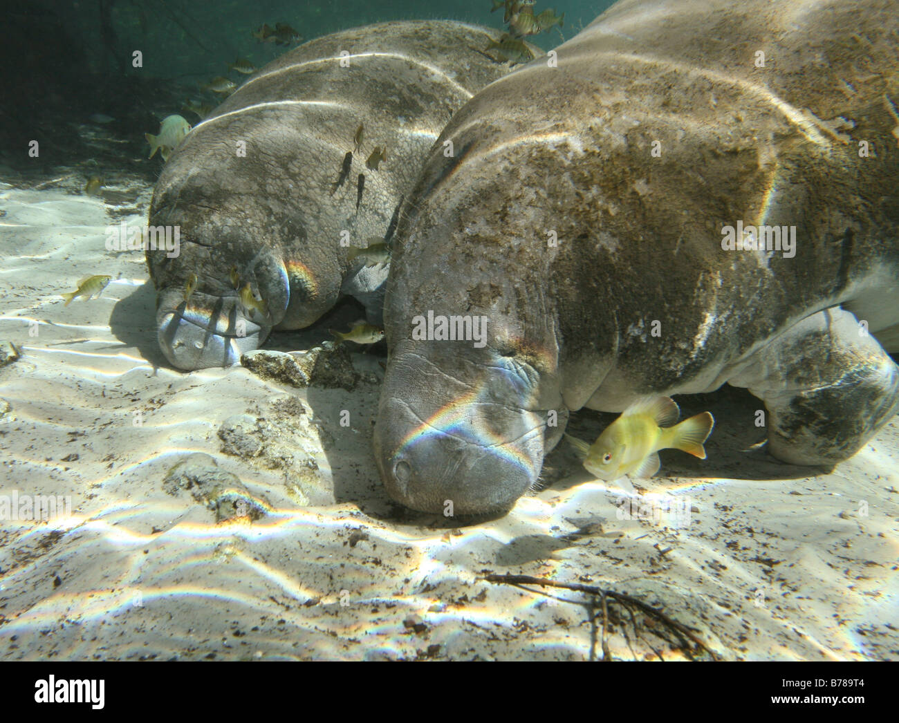 West Indian Manatee baby calf Crystal river florida Stock Photo - Alamy