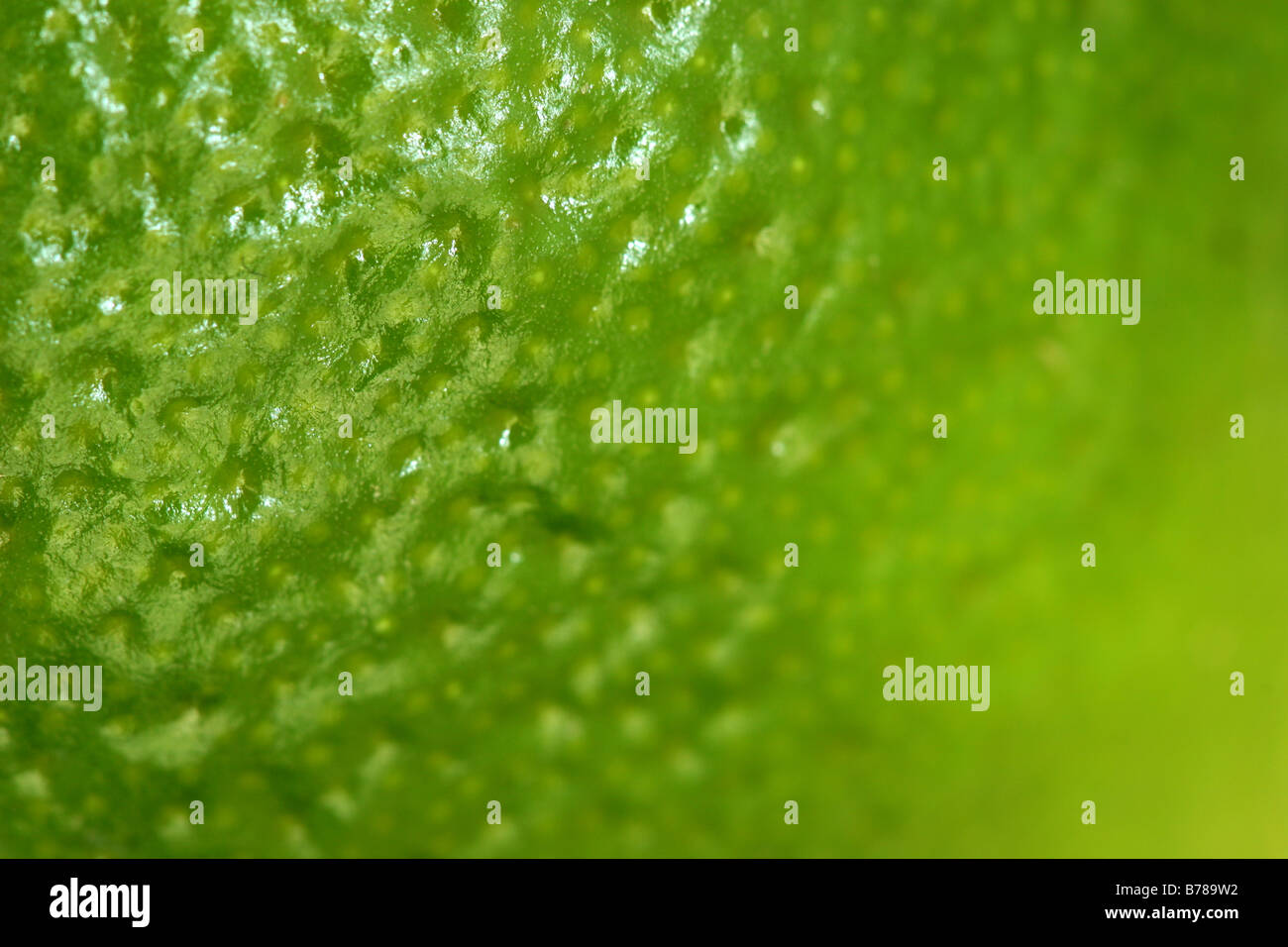 Close up Textured skin of a Lime Stock Photo - Alamy