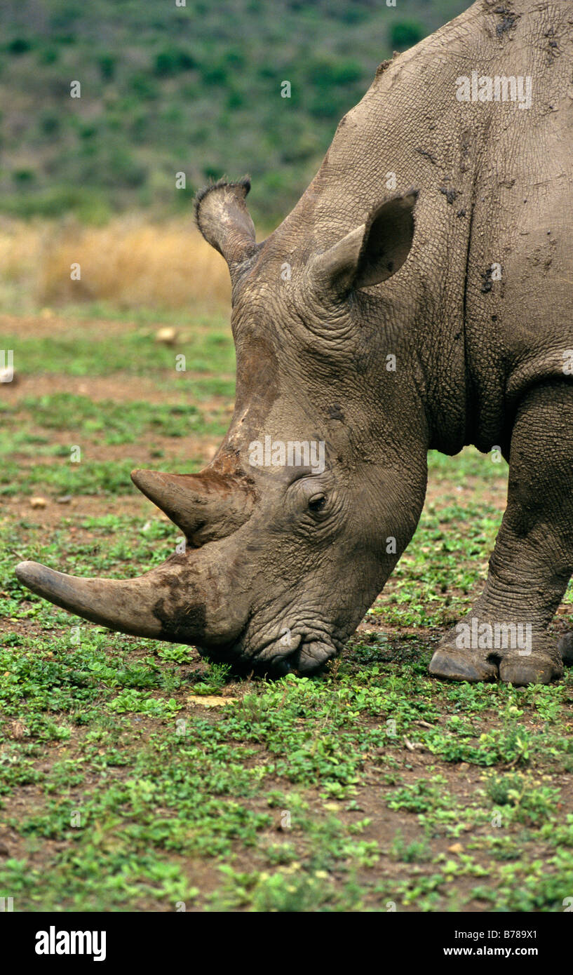 Wildlife animal and nature reserve National park Black rhinosaurus ...