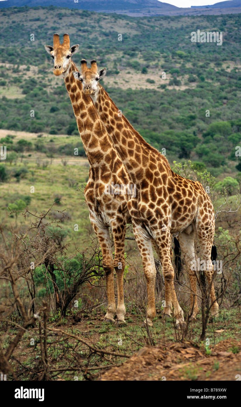 Wildlife animal and nature reserve National park Two adult male ...