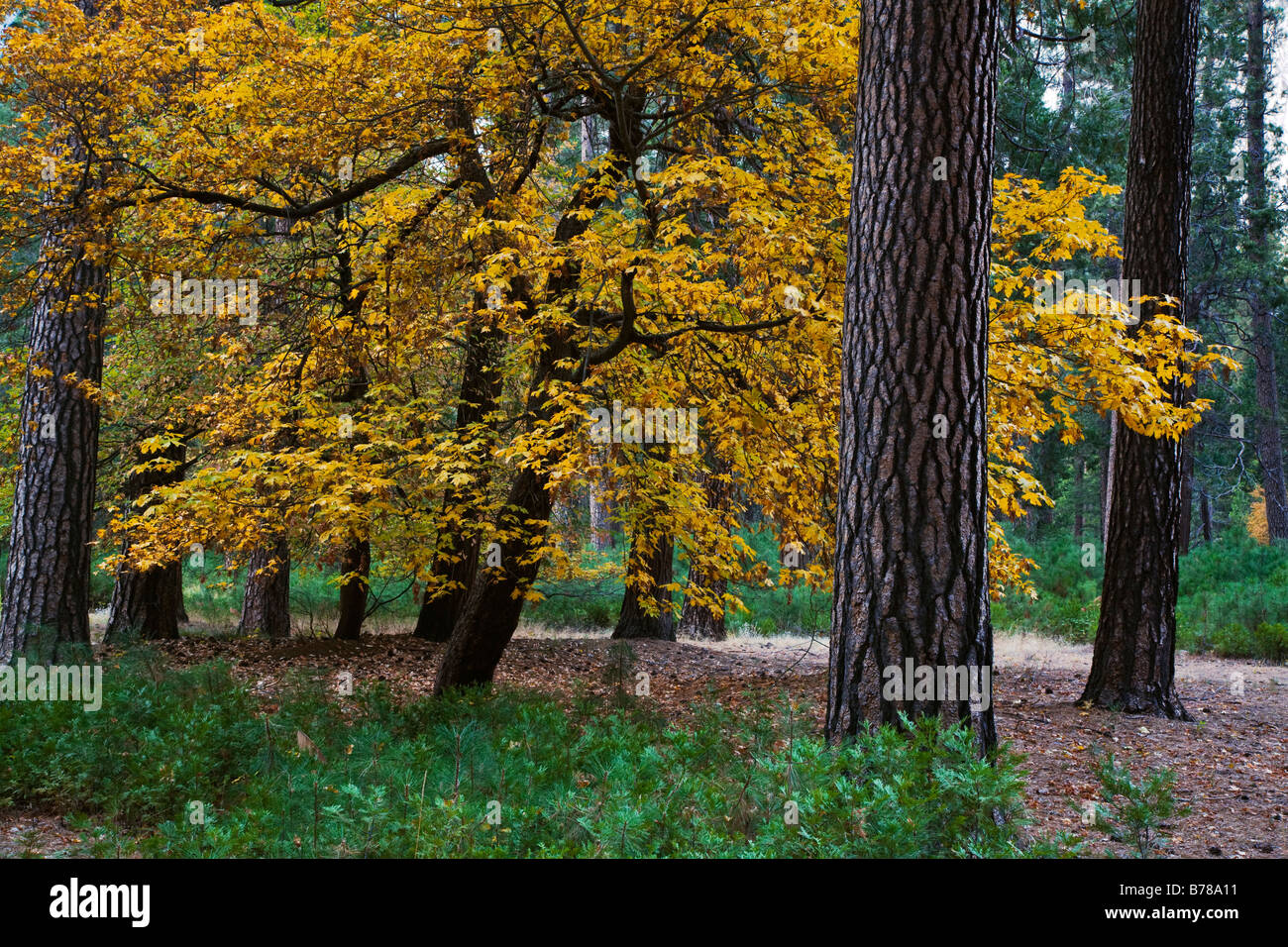 Maple trees hi-res stock photography and images - Alamy