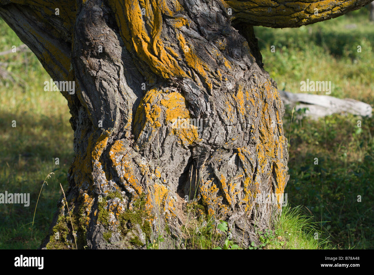 Black Willow Tree Bark