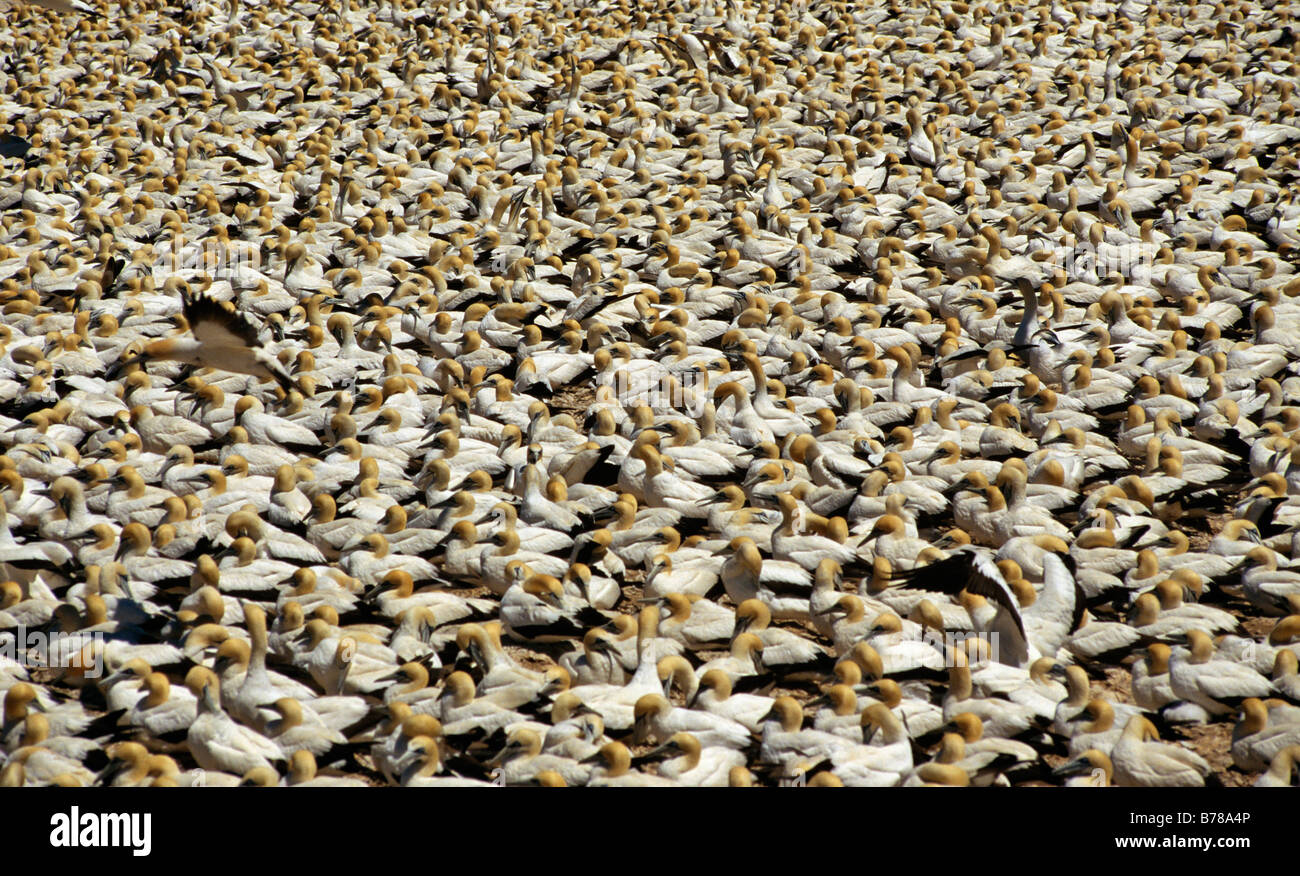 The Cape Gannet colony on Bird Island in Lamberts bay is busiest in the ...