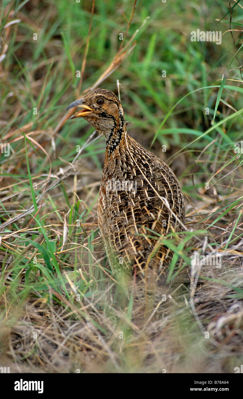 Shelley's Francolin Francolinus shelleyi is a member of the partridge ...