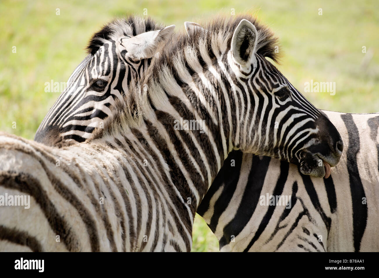 Zebra's cleaning each other Stock Photo - Alamy