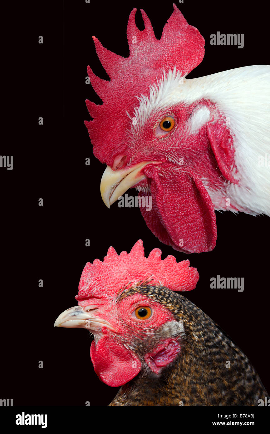 Meat and eggs of the hen are an irreplaceable dietary food stuffs Stock ...