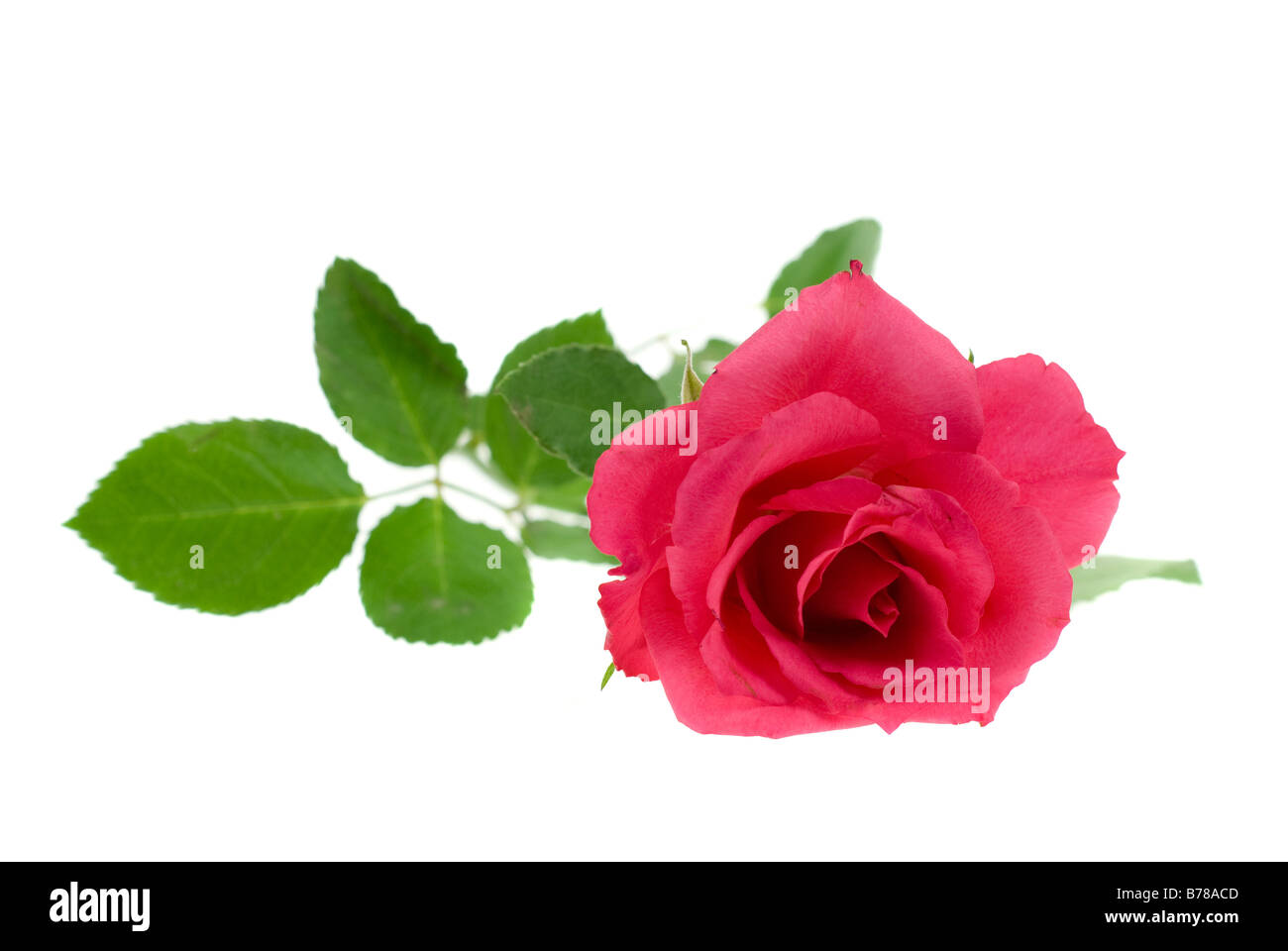 beautiful pink rose isolated on a white background Stock Photo - Alamy