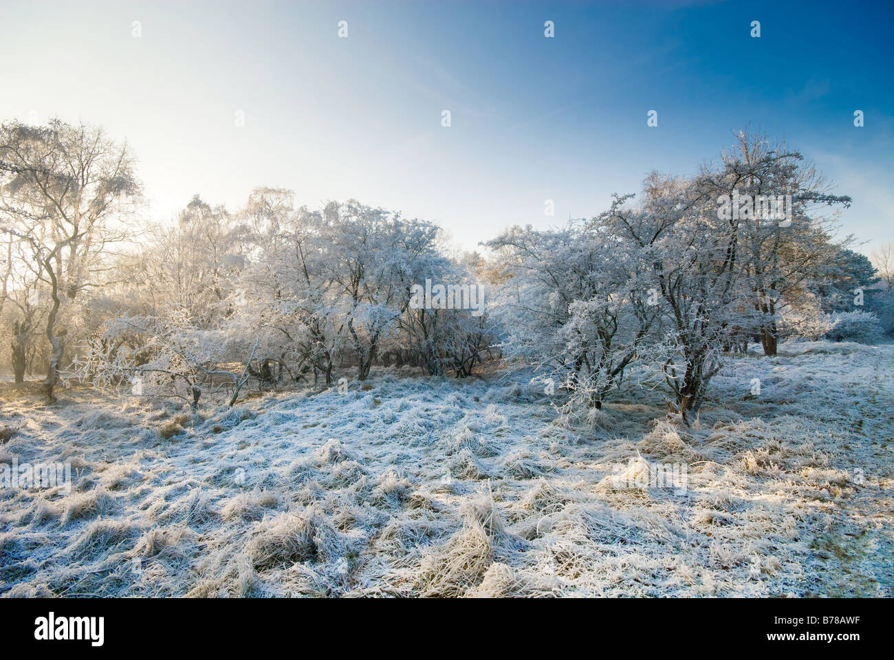 beautiful landscape with frozen trees in winter Stock Photo - Alamy