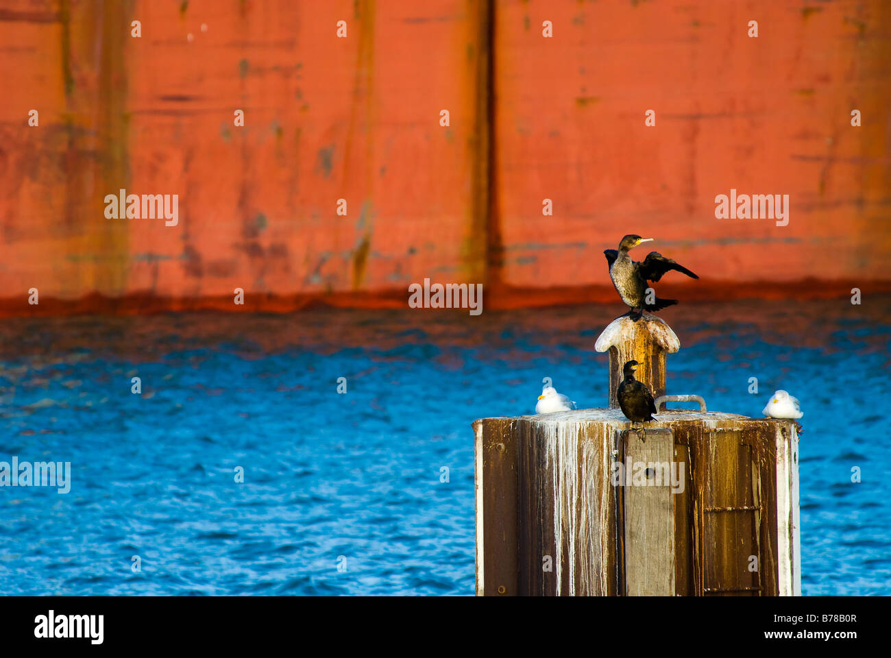 colorful image of a great cormorant in the harbor Stock Photo - Alamy
