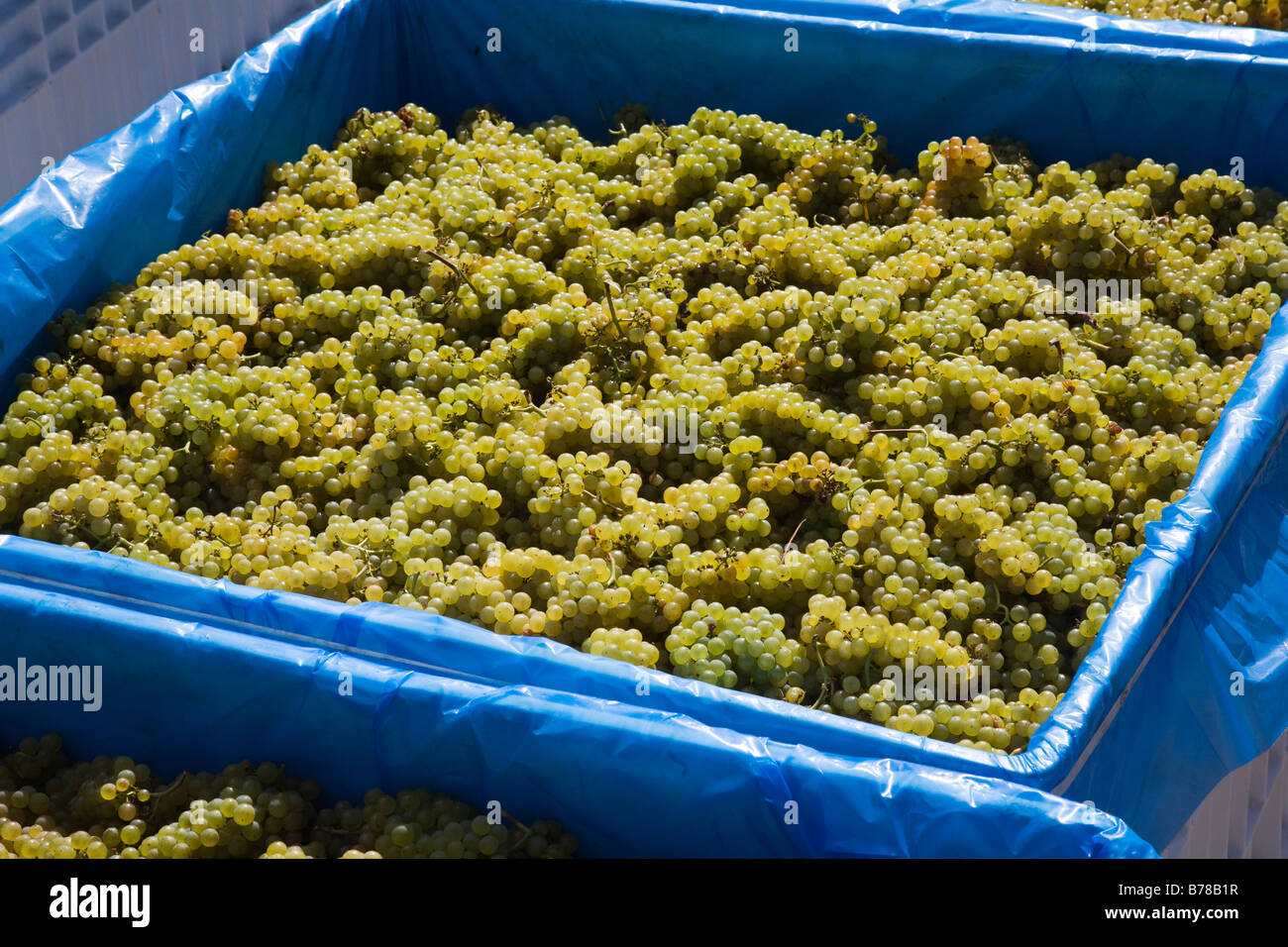 Bins of harvested CHARDONNAY grapes await the wine press at JOULLIAN ...