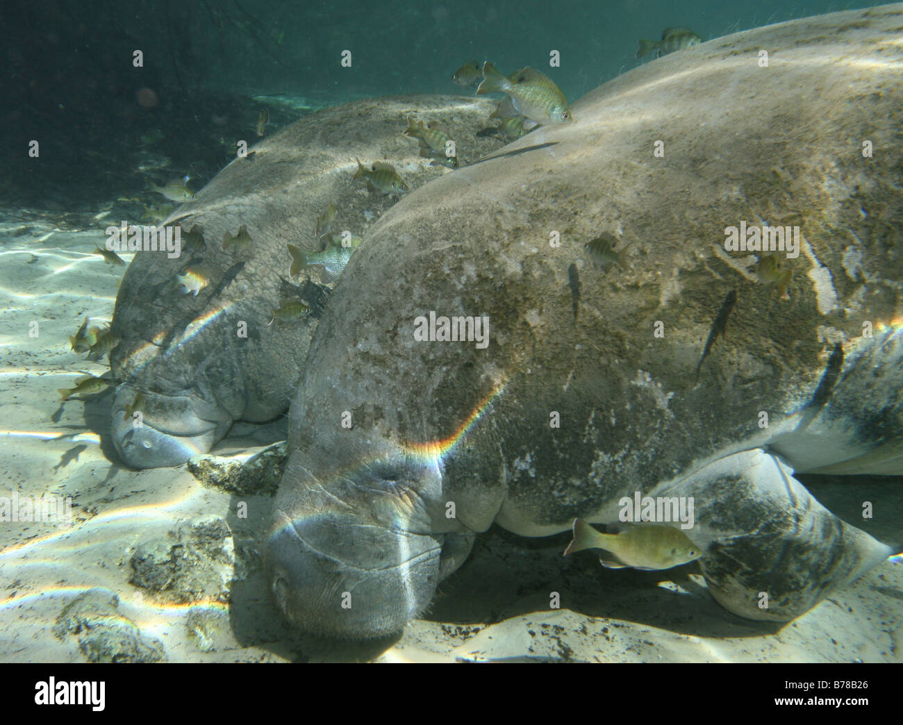 West Indian Manatee baby calf Crystal river florida Stock Photo - Alamy