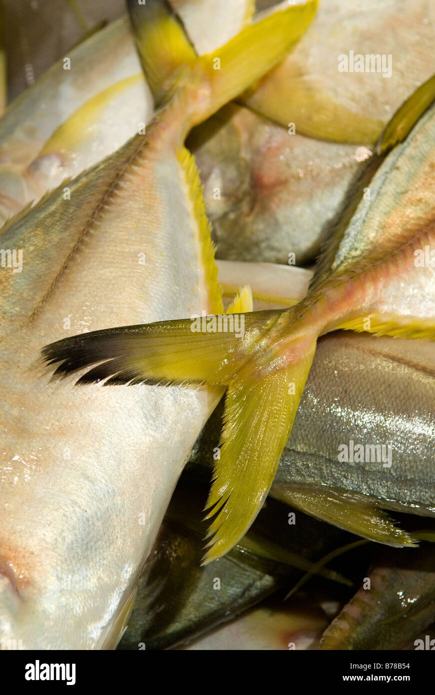 Yellow flatfish hi-res stock photography and images - Alamy