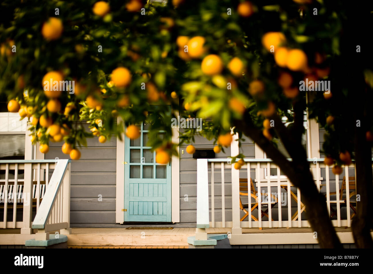 An orange trees grows in front of a home in Sonoma, California Stock ...