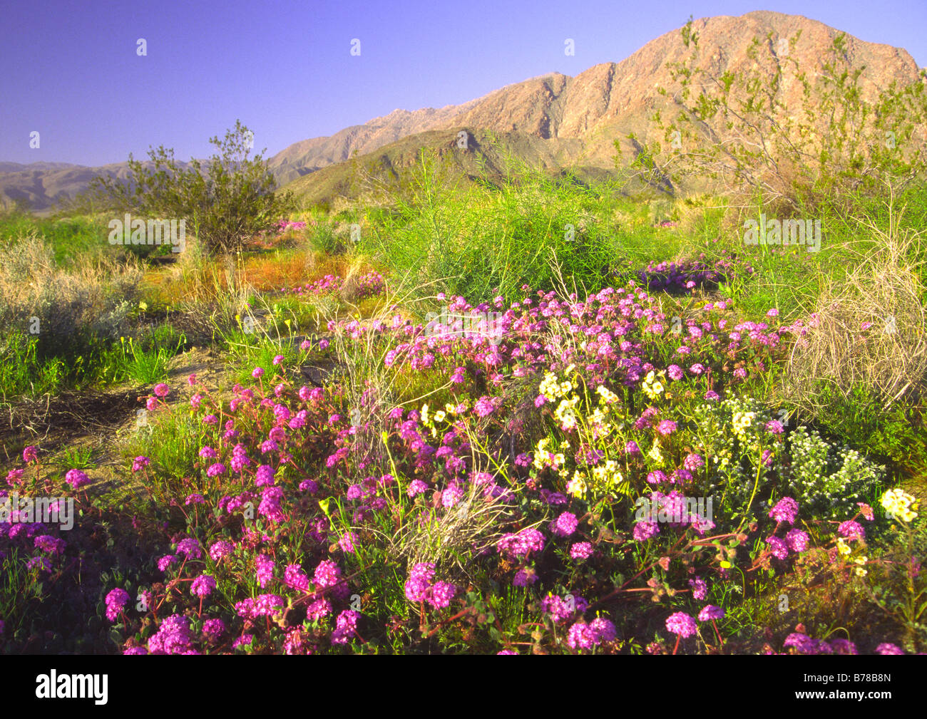 Anza-Borrego desert state park scenic in California in the USA Stock ...