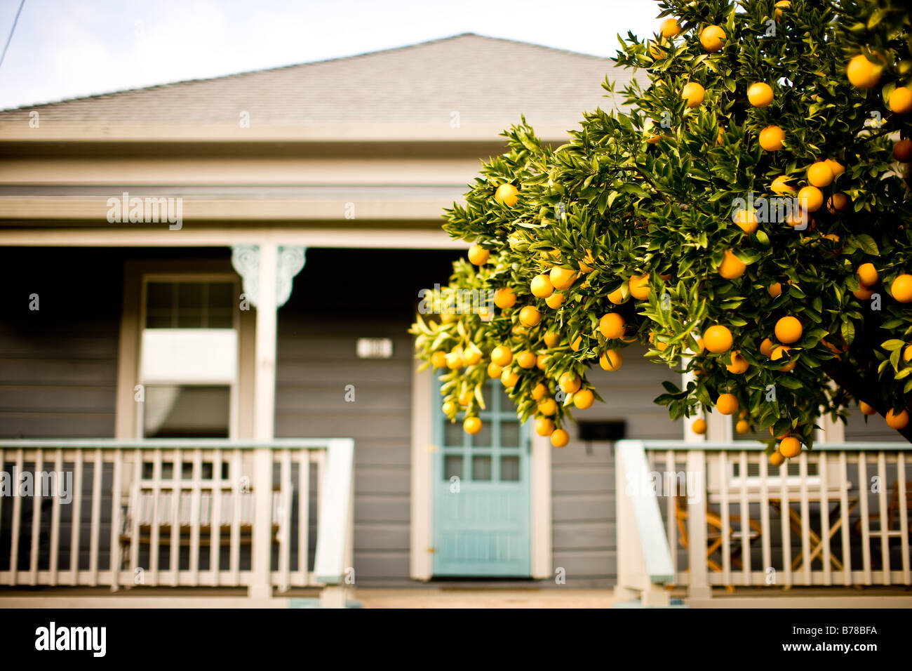 An orange trees grows in front of a home in Sonoma, California Stock ...