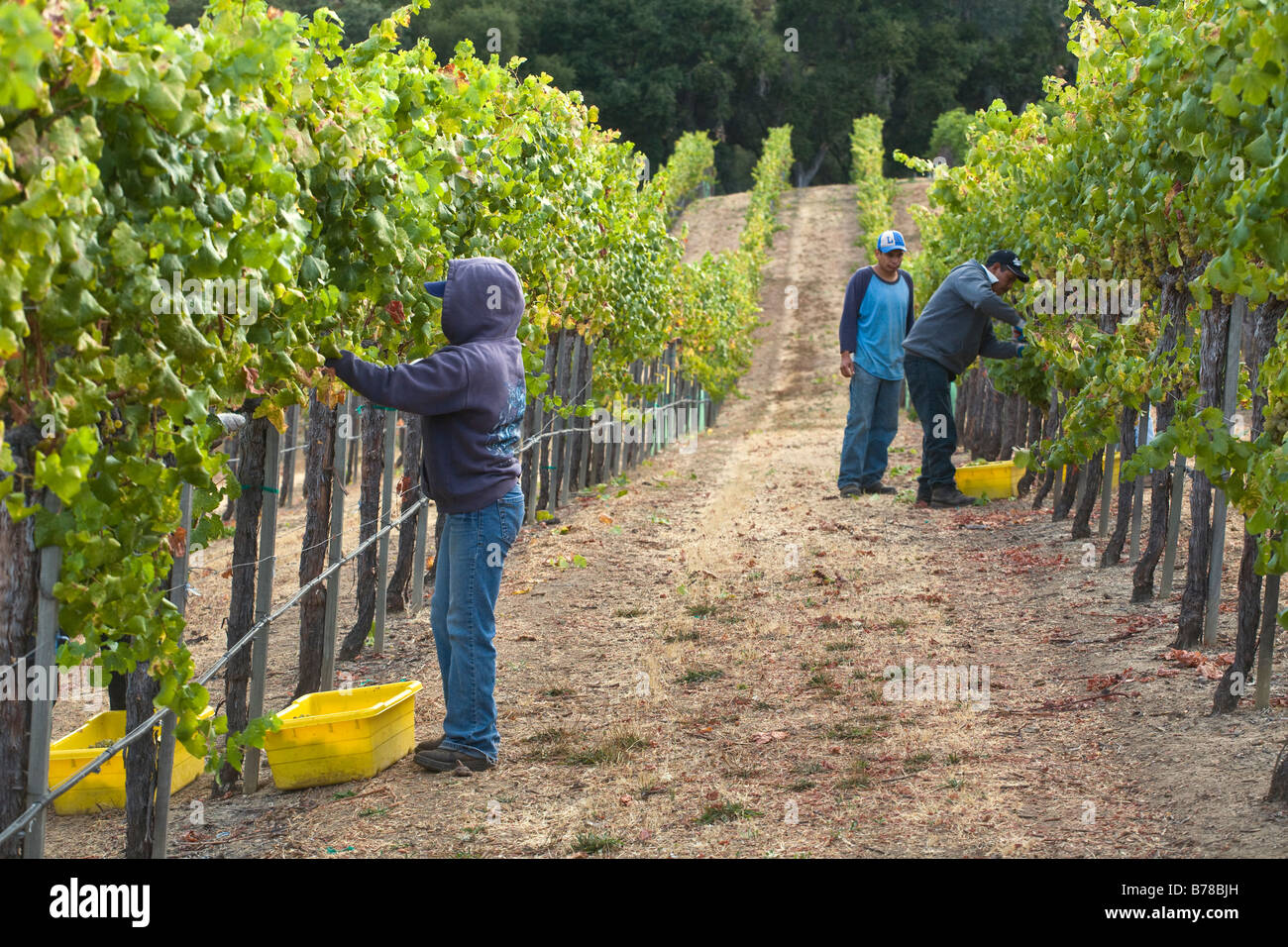 Grape Farm Workers
