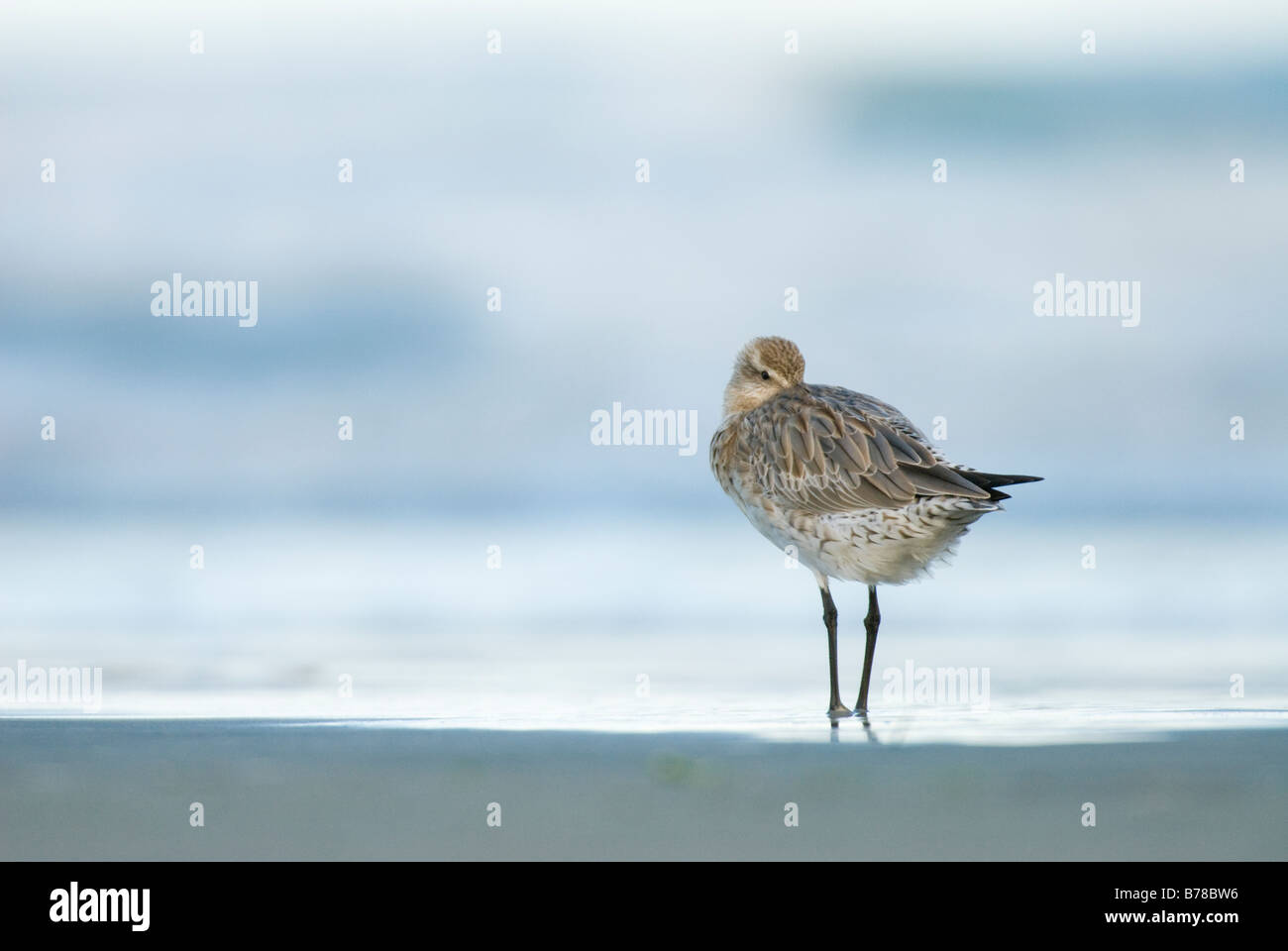 Kuaka limosa lapponica hi-res stock photography and images - Alamy