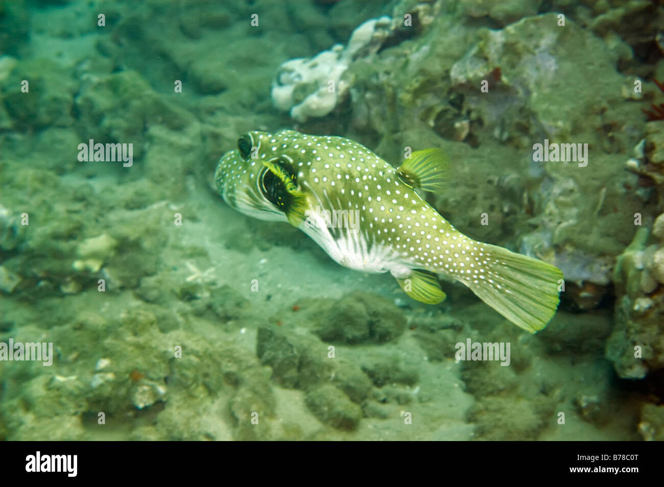 single stripedbelly puffer fish above coral reef near maui hawaii Stock ...
