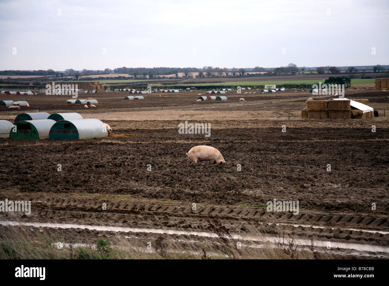 Free Range Pig Farm Stock Photo - Alamy