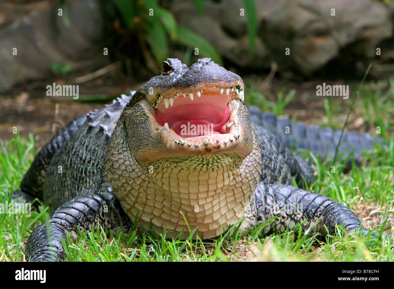 Open mouthed alligator Stock Photo - Alamy