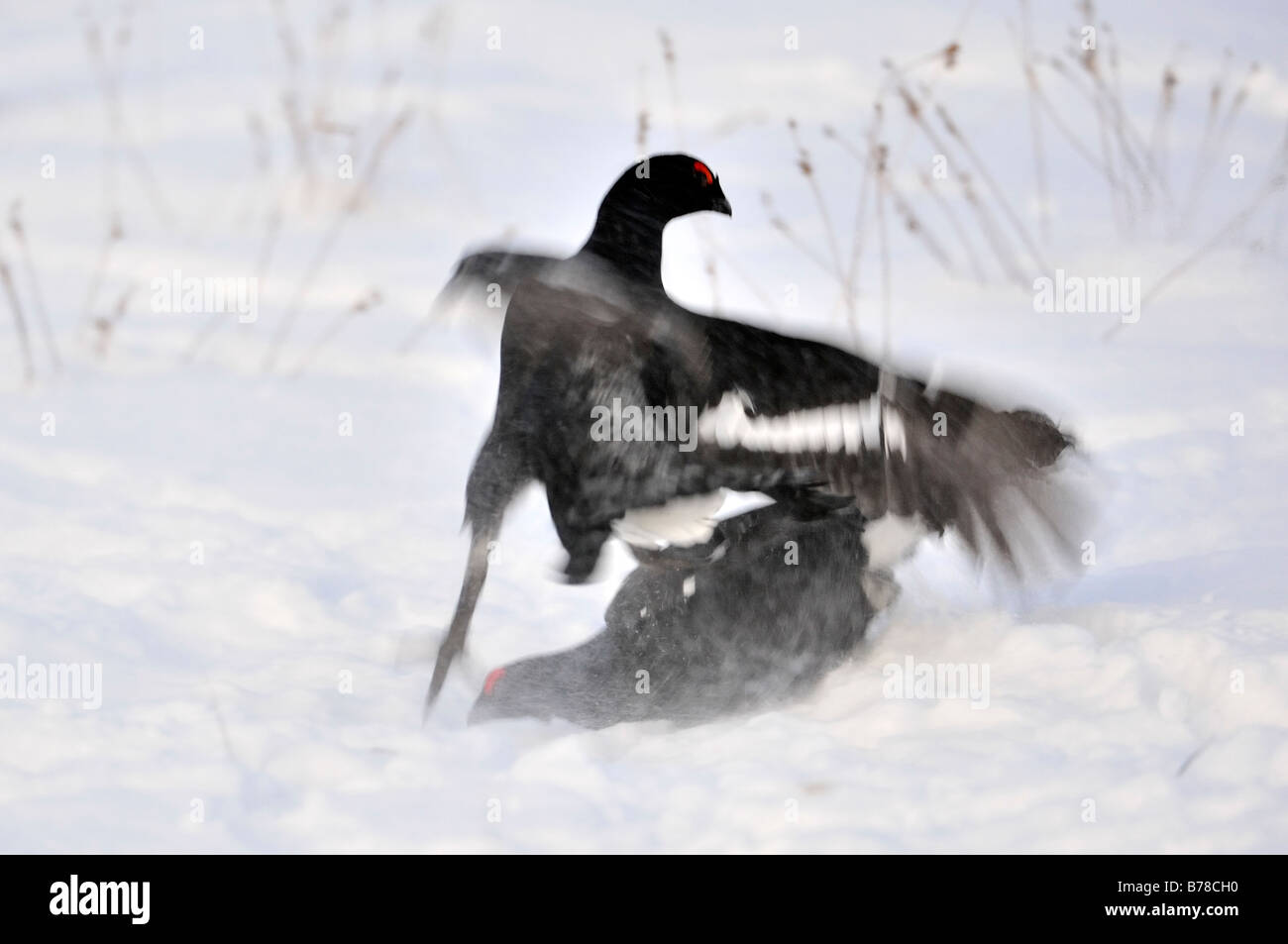Black grouse tetrix corrimony rspb hi-res stock photography and images ...