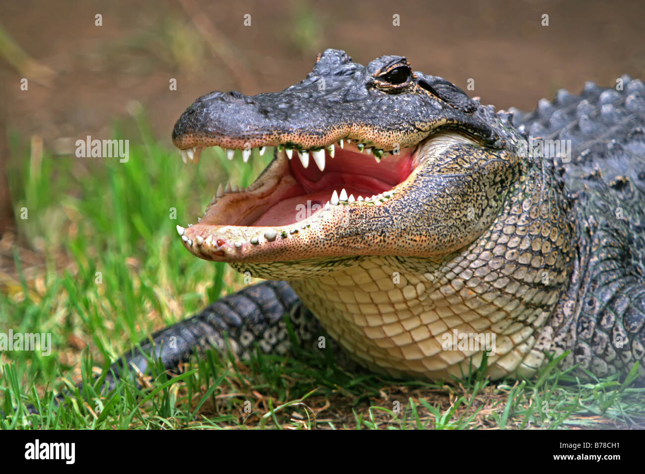 Open mouthed smile hi-res stock photography and images - Alamy