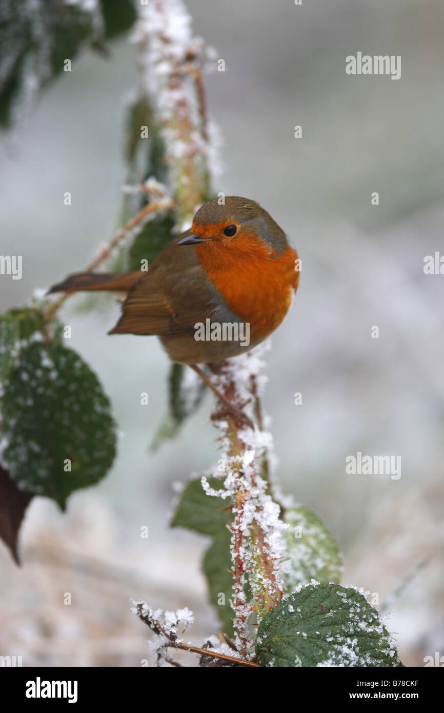 Frosted bramble hi-res stock photography and images - Alamy