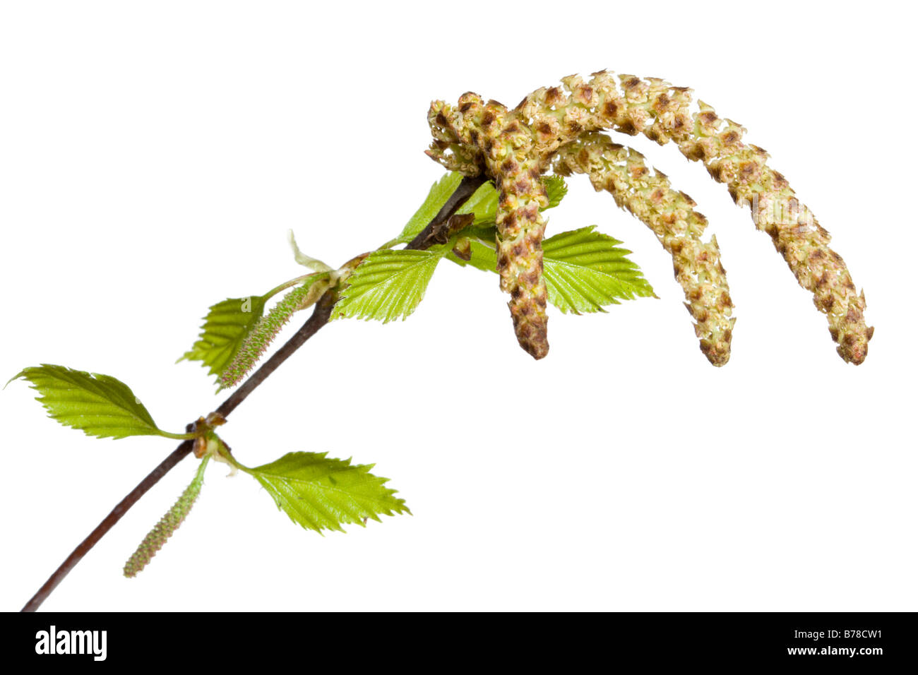 Birch catkins hi-res stock photography and images - Alamy