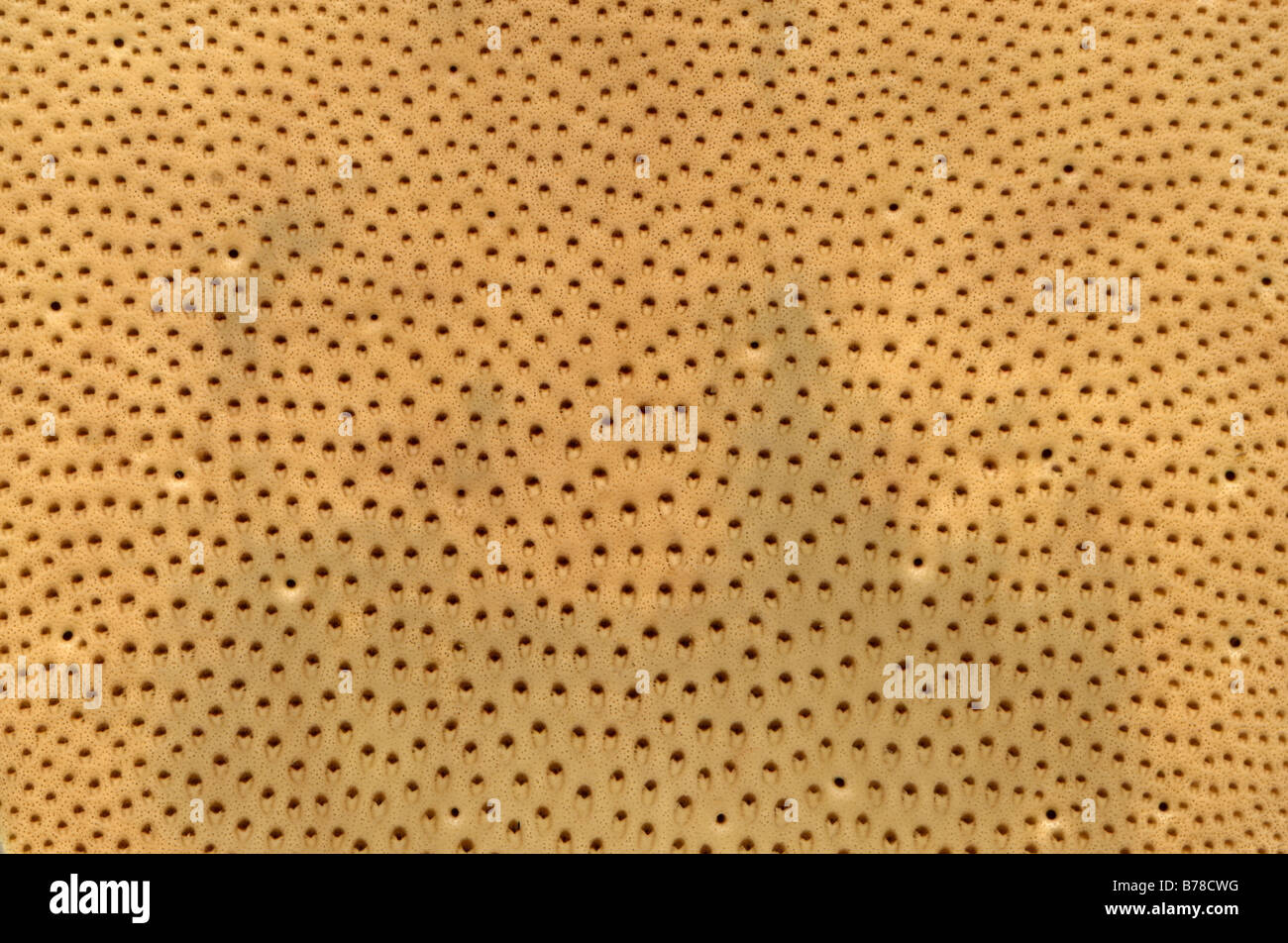 Texture of boiled cow tongue skin (inside skin layer Stock Photo - Alamy