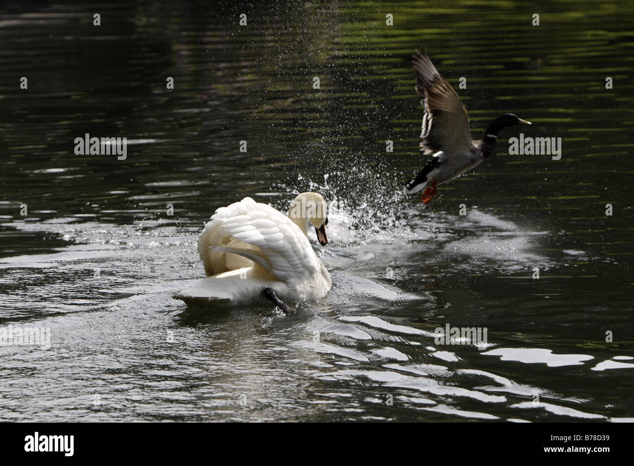 A Chasing Swan Stock Photo - Alamy