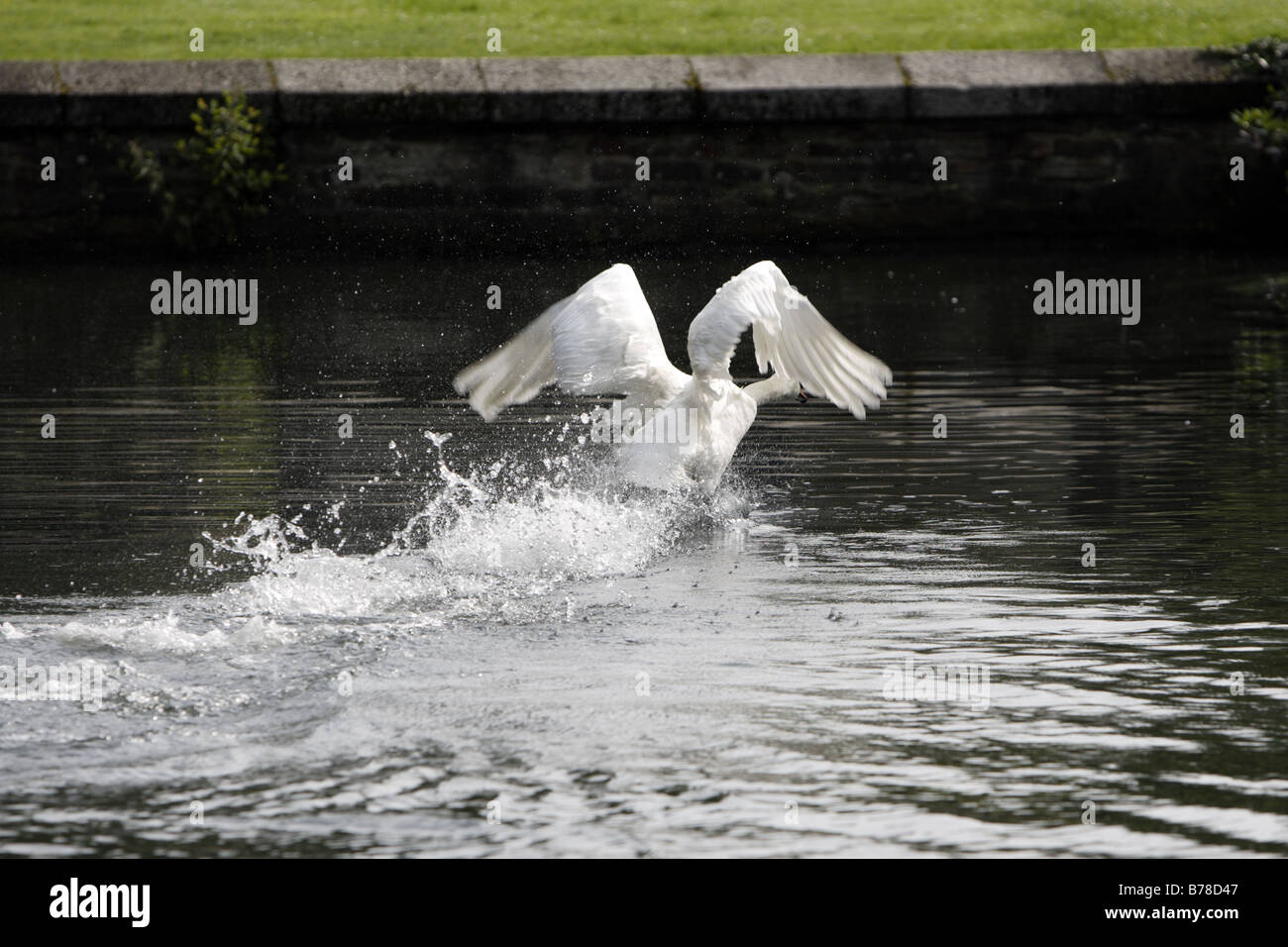A Chasing Swan Stock Photo - Alamy