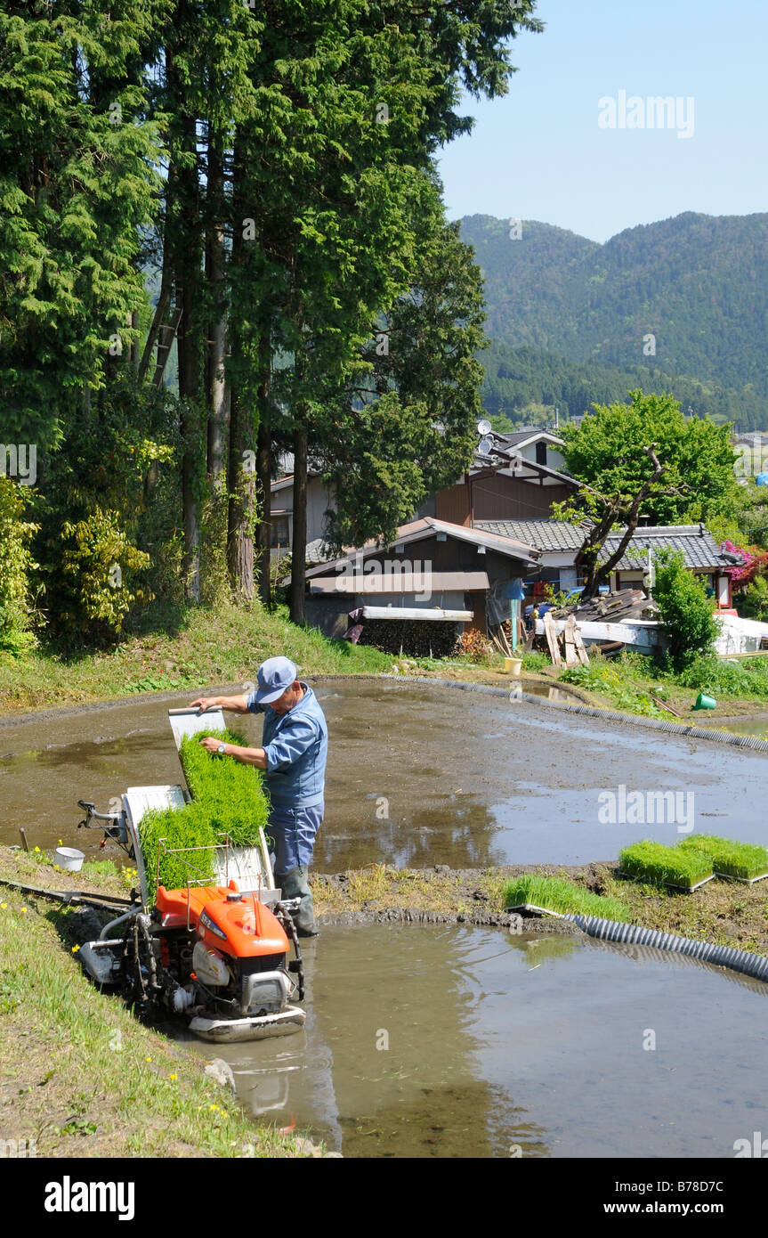 Rice farmer pushing the rice plants into the planting machine, Ohara ...