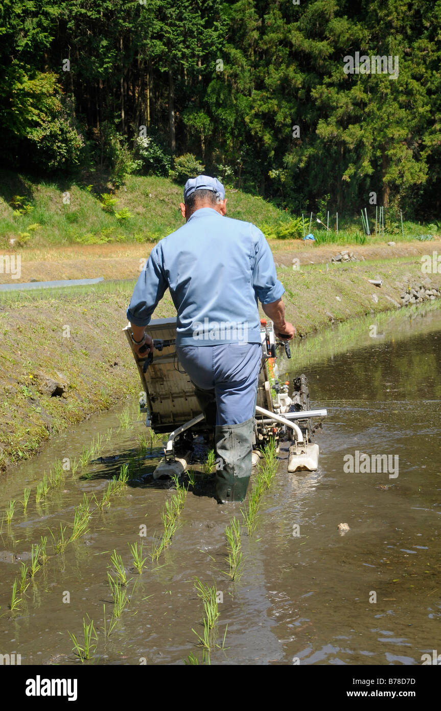 Rice farmer planting rice plants by machine into a terraced field ...