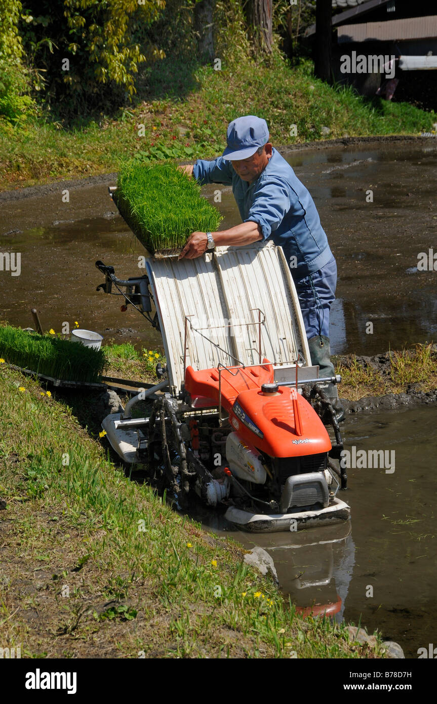 Rice farmer pushing the rice plants into the planting machine, Ohara ...