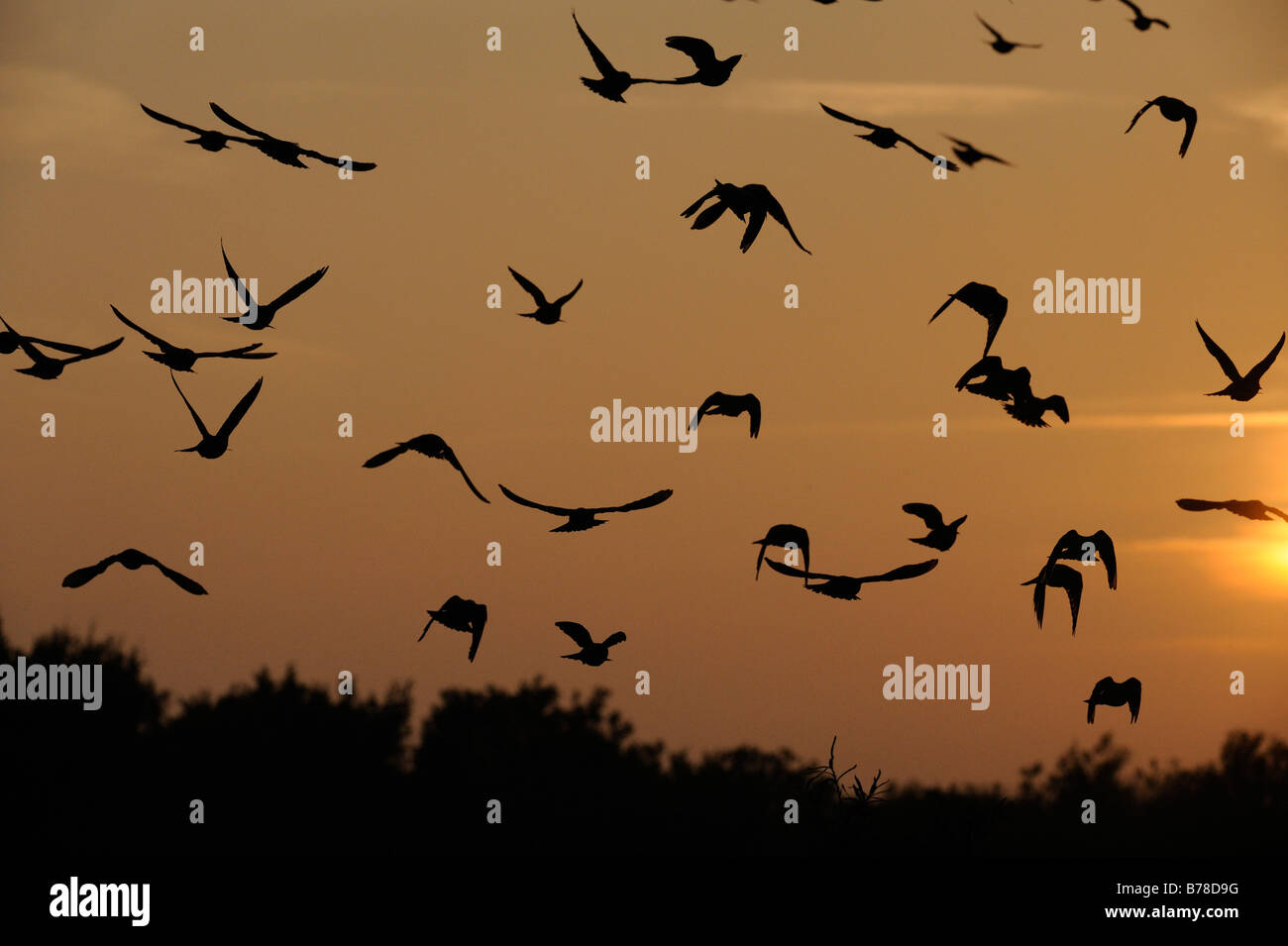 European Starling or Common Starling (Sturnus vulgaris) in flight ...