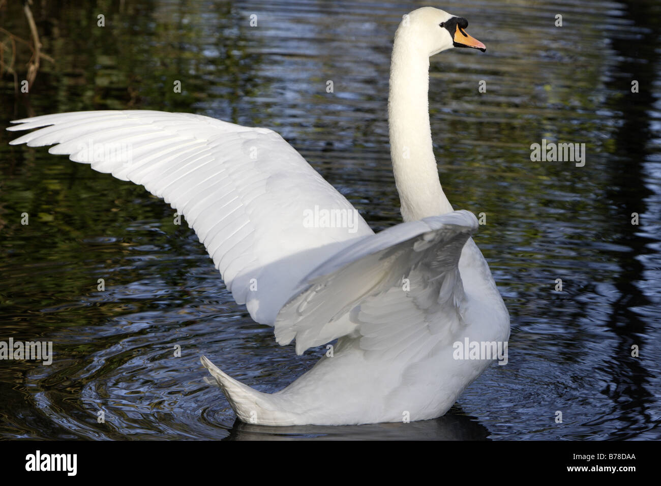 A Stretching Swan Stock Photo - Alamy