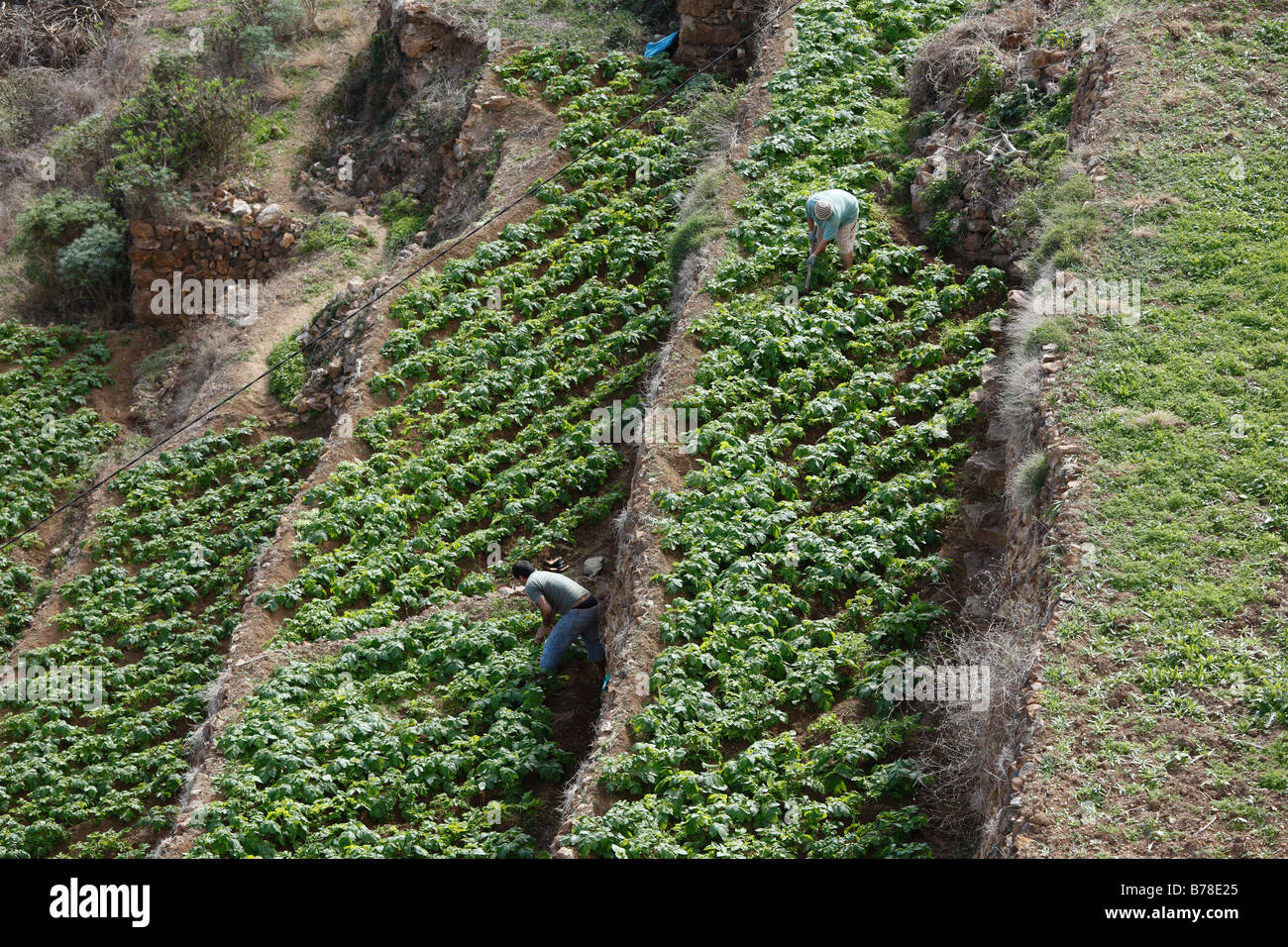 Potato field top view hi-res stock photography and images - Alamy