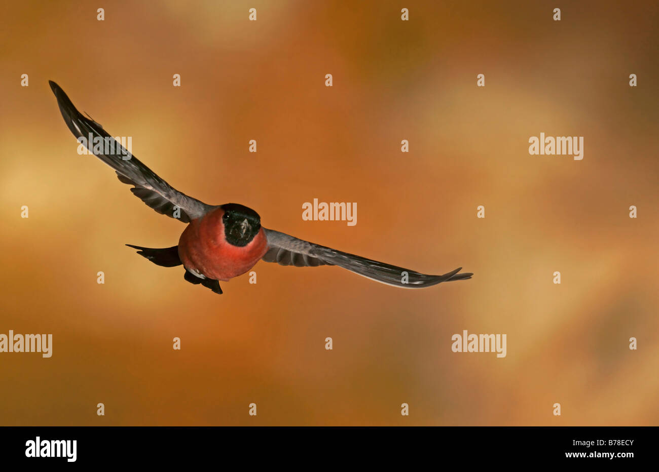 Male Bullfinch, Common Bullfinch or Eurasian Bullfinch (Pyrrhula ...