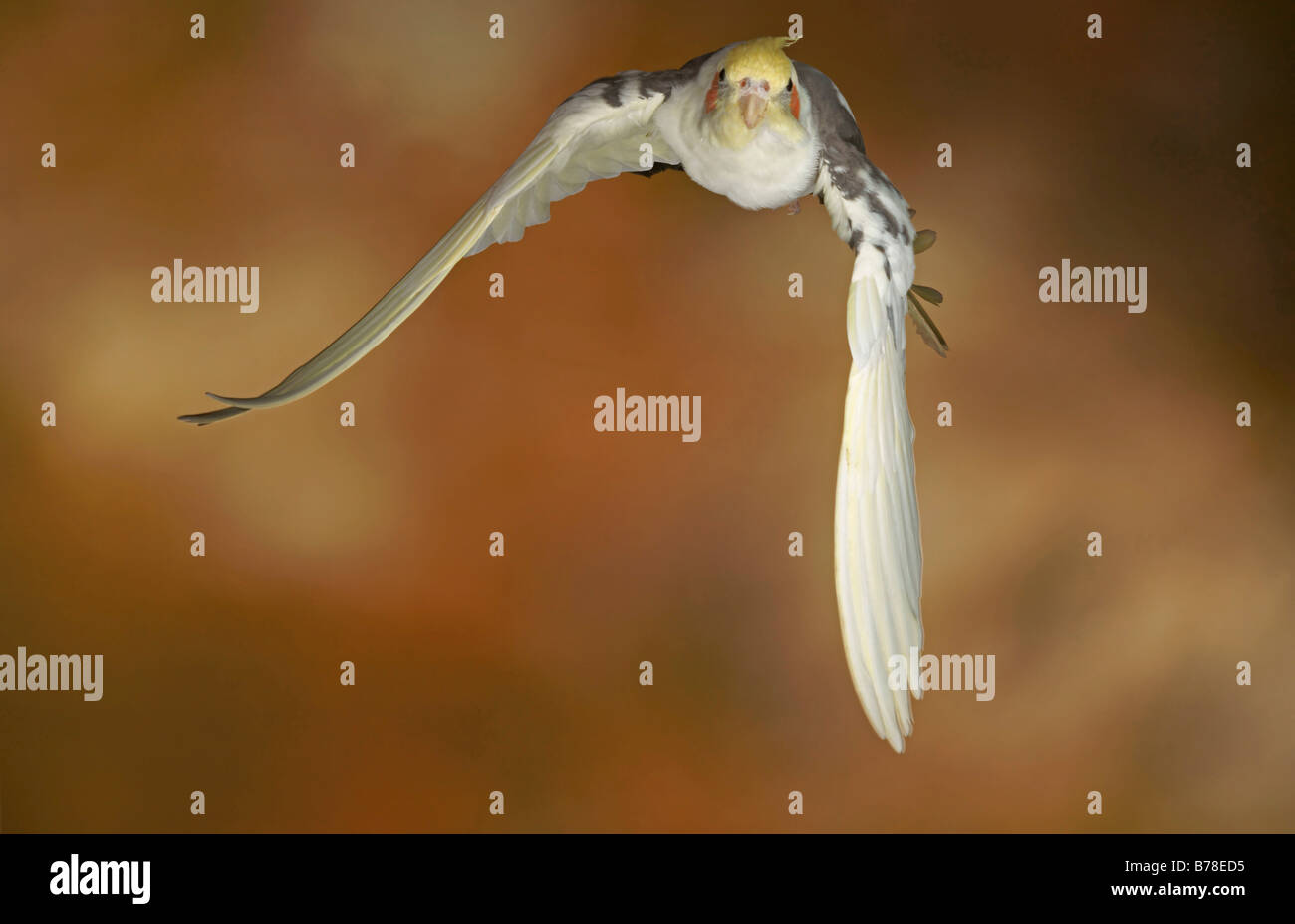 Cockatiel nymphicus flight hi-res stock photography and images - Alamy