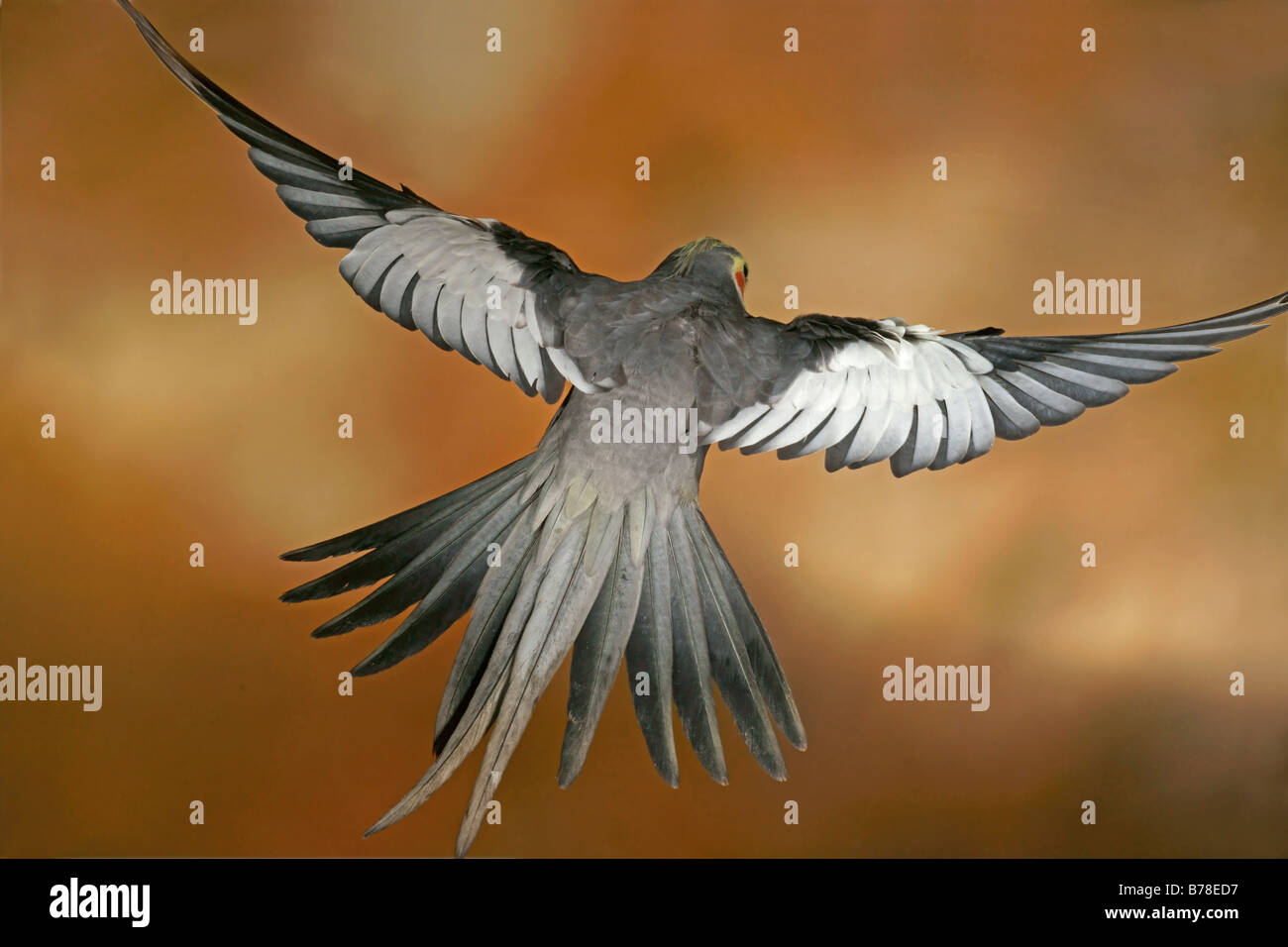 Cockatiel flying hi-res stock photography and images - Alamy