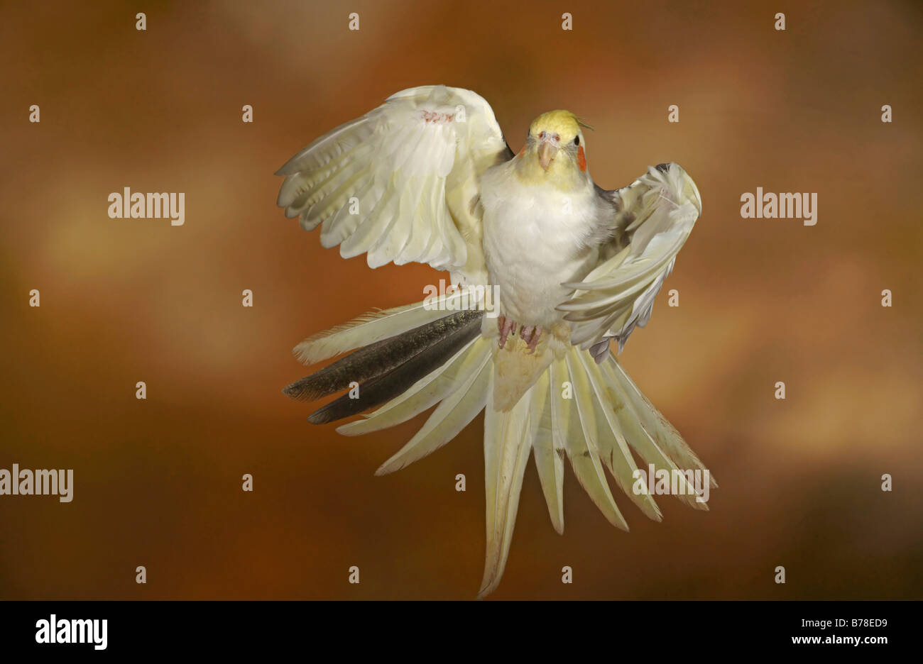 Cockatiel flying hi-res stock photography and images - Alamy